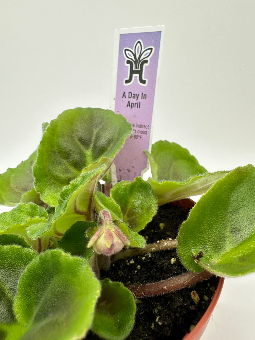 African Violets For Sale! – Heavenly Creation Nursery