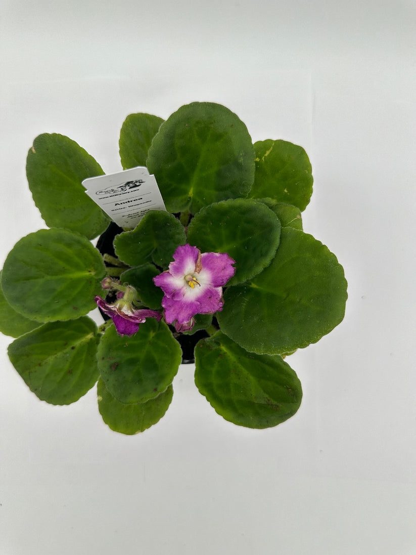 Andrea - Live African Violet 4" - Series: Rhapsodie – Heavenly Creation ...