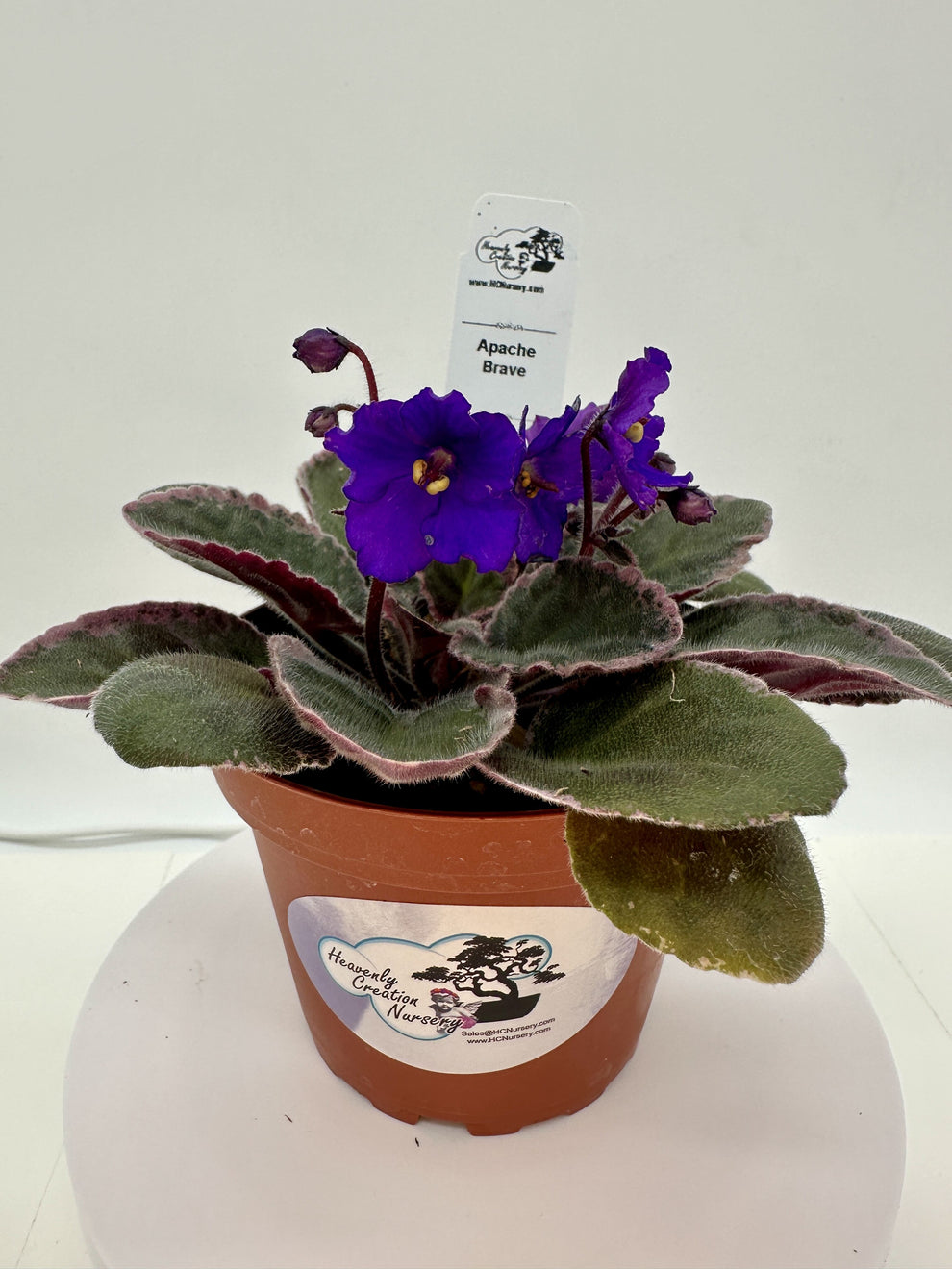 Apache Brave - Live African Violet 4" – Heavenly Creation Nursery