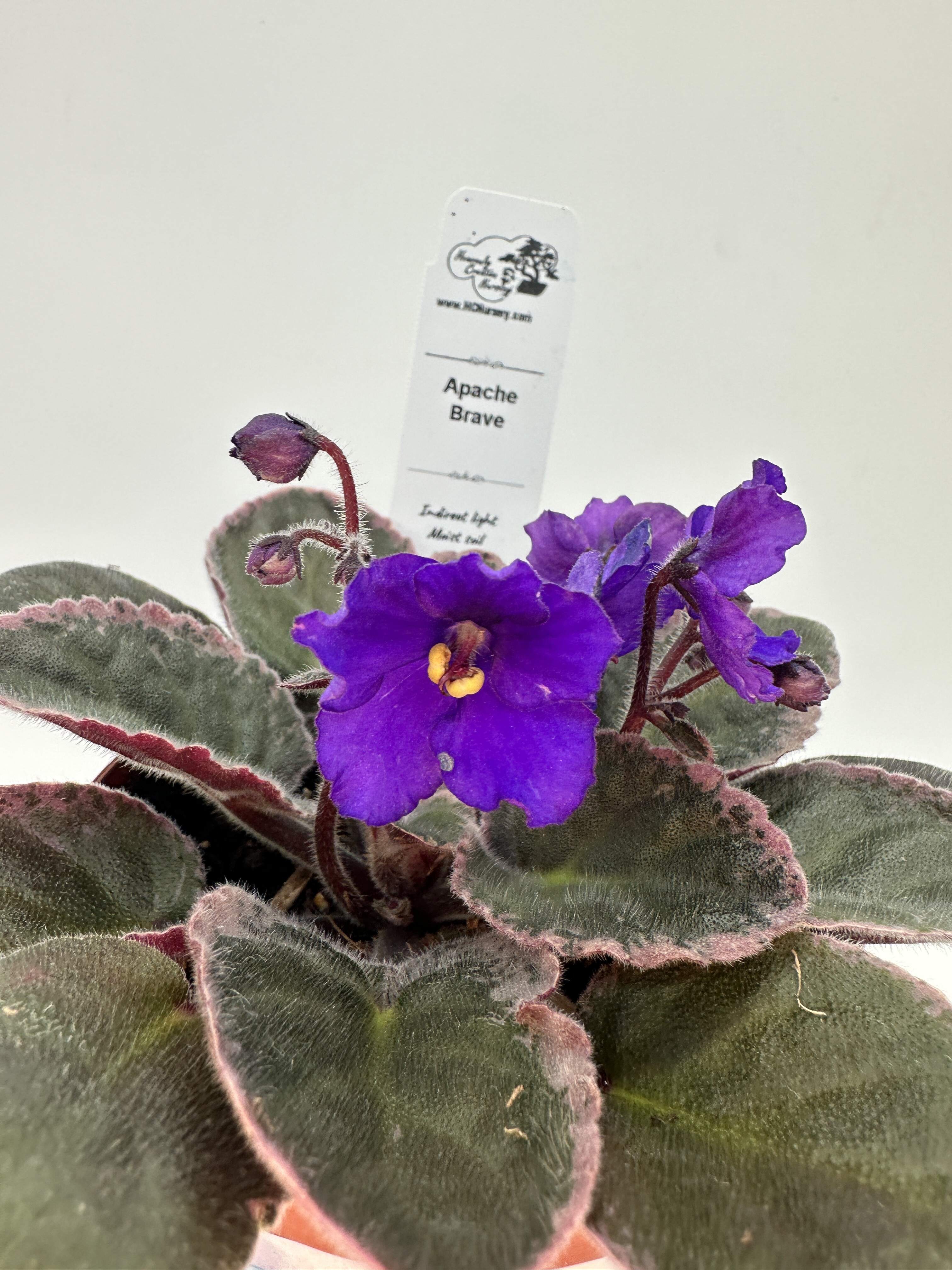 Apache Brave - Live African Violet 4" – Heavenly Creation Nursery