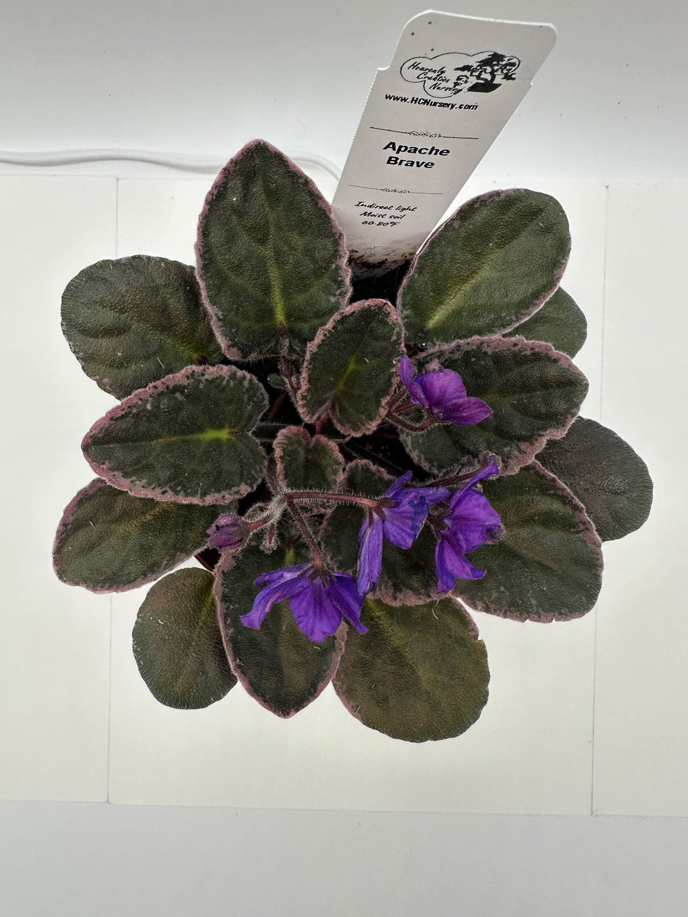 Apache Brave - Live African Violet 4" – Heavenly Creation Nursery
