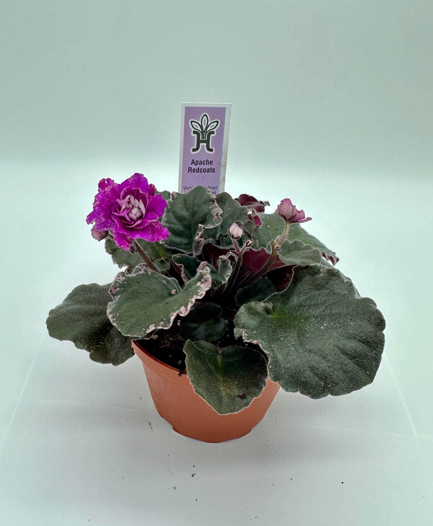 Apache Redcoats - Live African Violet 4" – Heavenly Creation Nursery