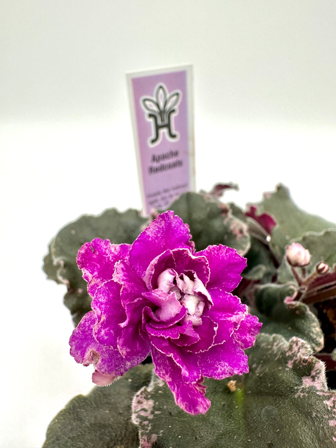 Apache Redcoats - Live African Violet 4" – Heavenly Creation Nursery