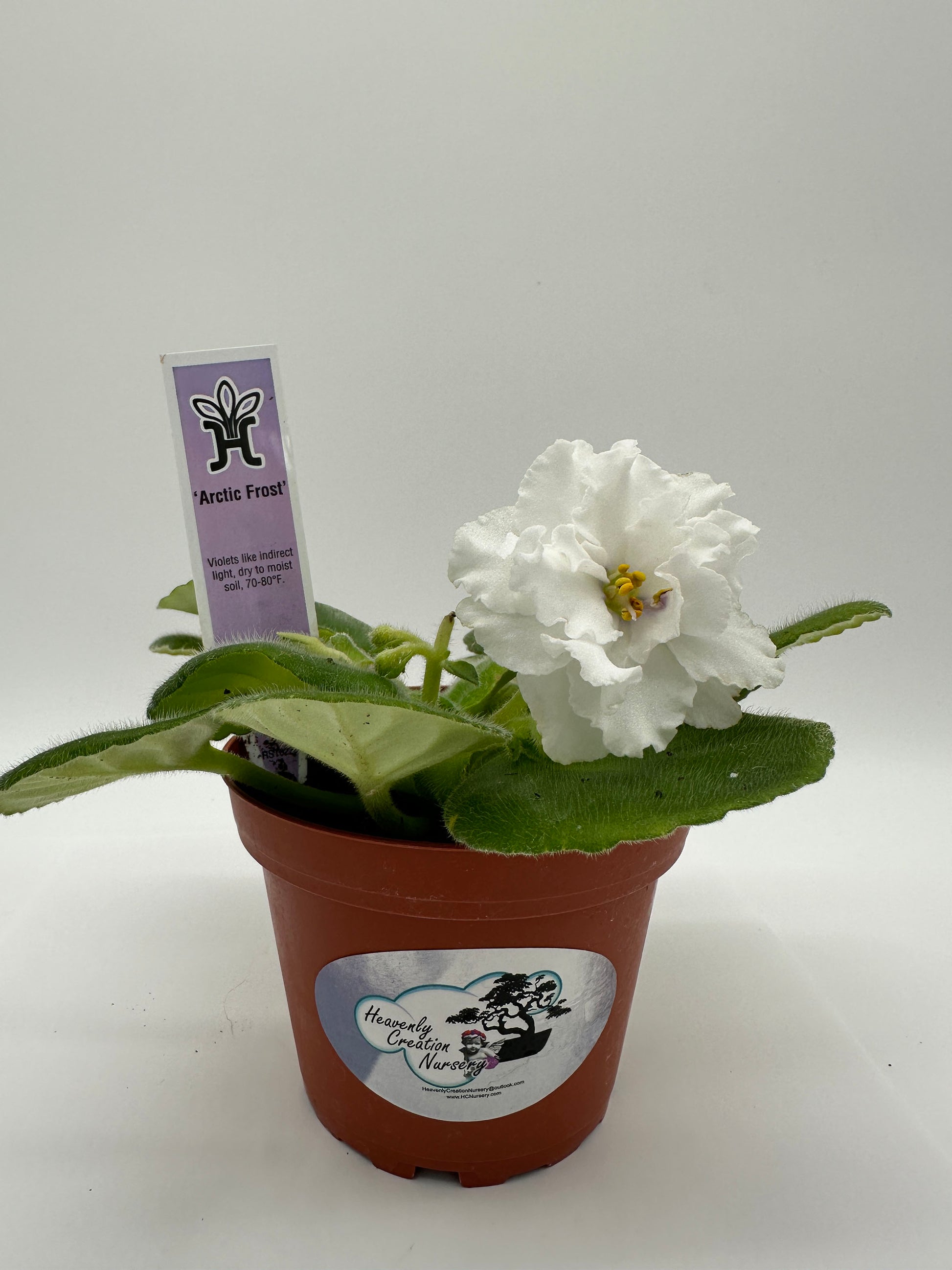 Arctic Frost - Live African Violet 4" – Heavenly Creation Nursery