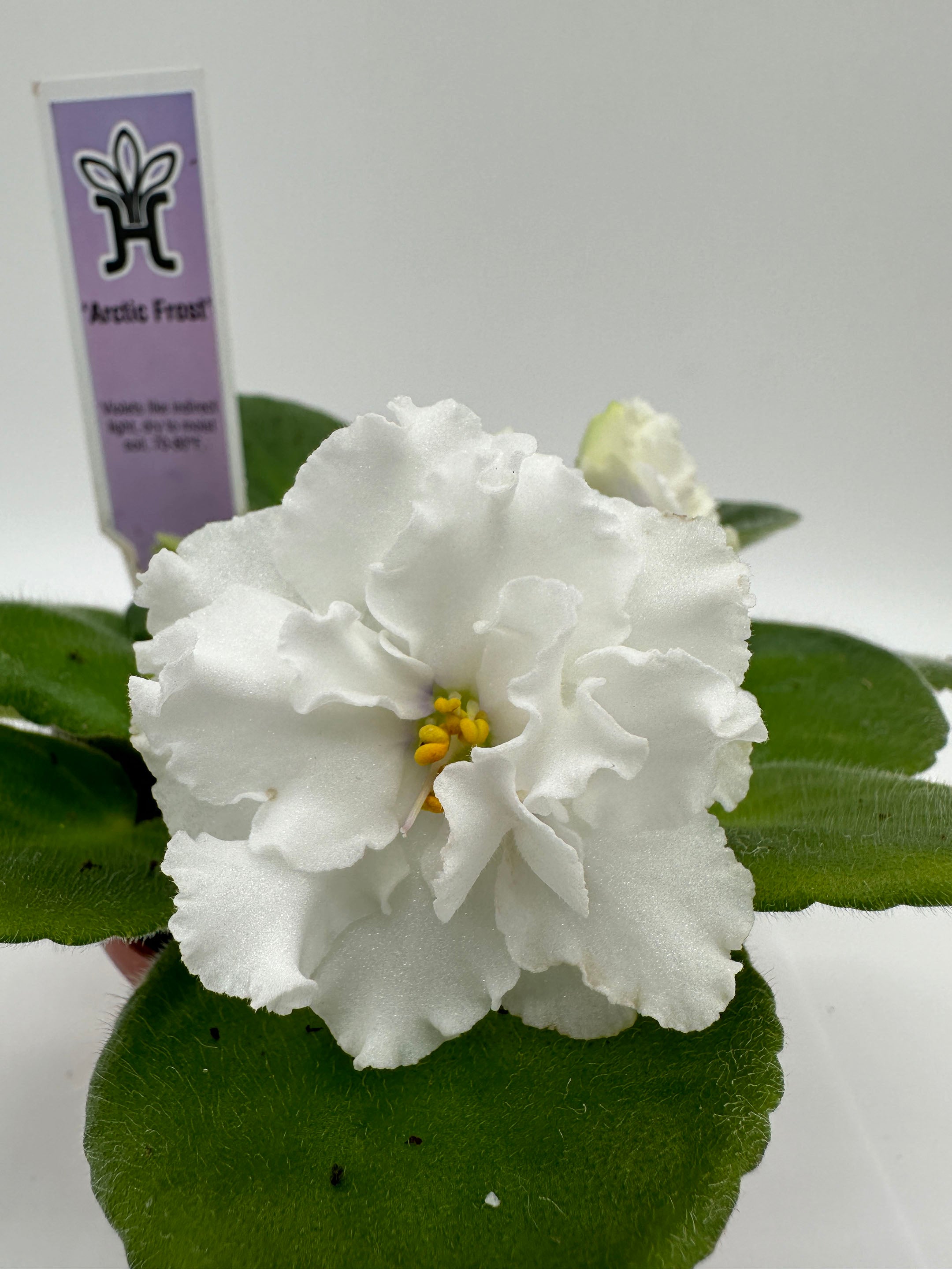 Arctic Frost - Live African Violet 4" – Heavenly Creation Nursery