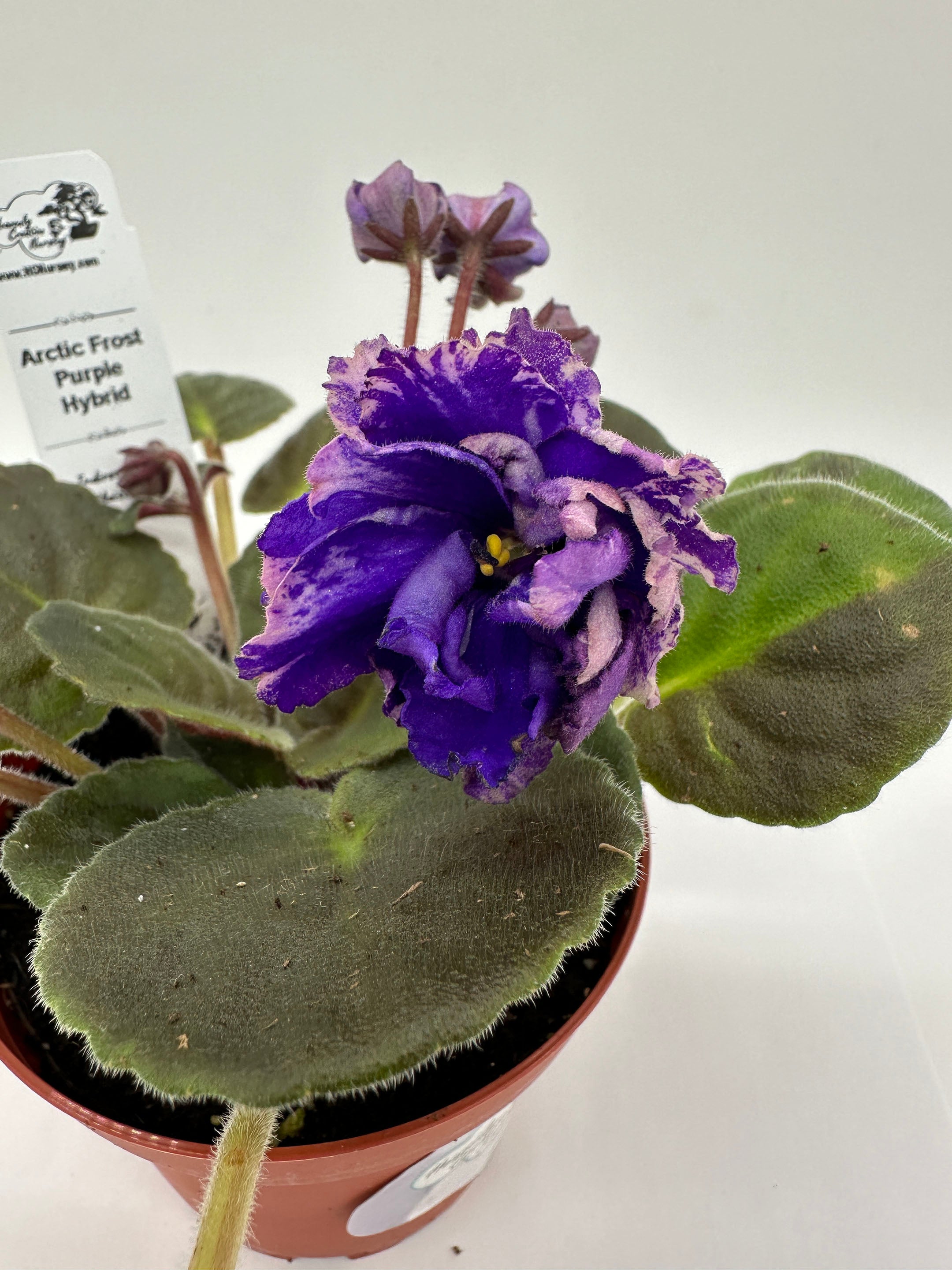 Arctic Frost Purple Hybrid - Live African Violet 4" – Heavenly Creation ...