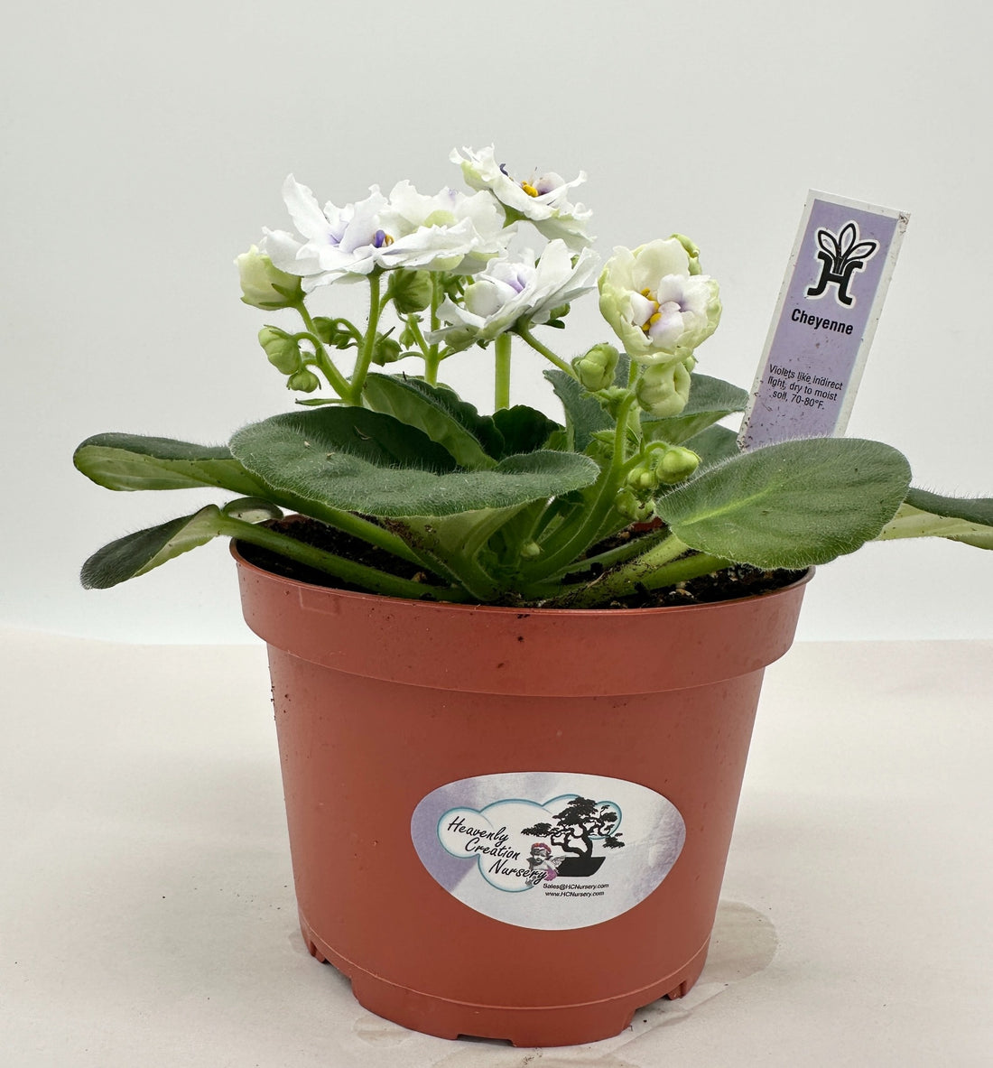 Cheyenne White - Live African Violet 6" – Heavenly Creation Nursery
