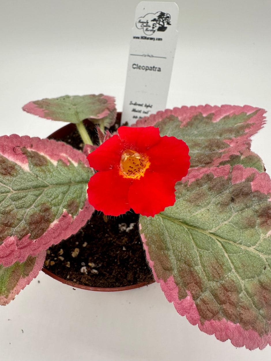 Episcia cupreata (Flame Violet) – Heavenly Creation Nursery
