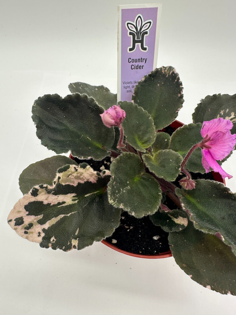Country Cider - Live African Violet 4" – Heavenly Creation Nursery