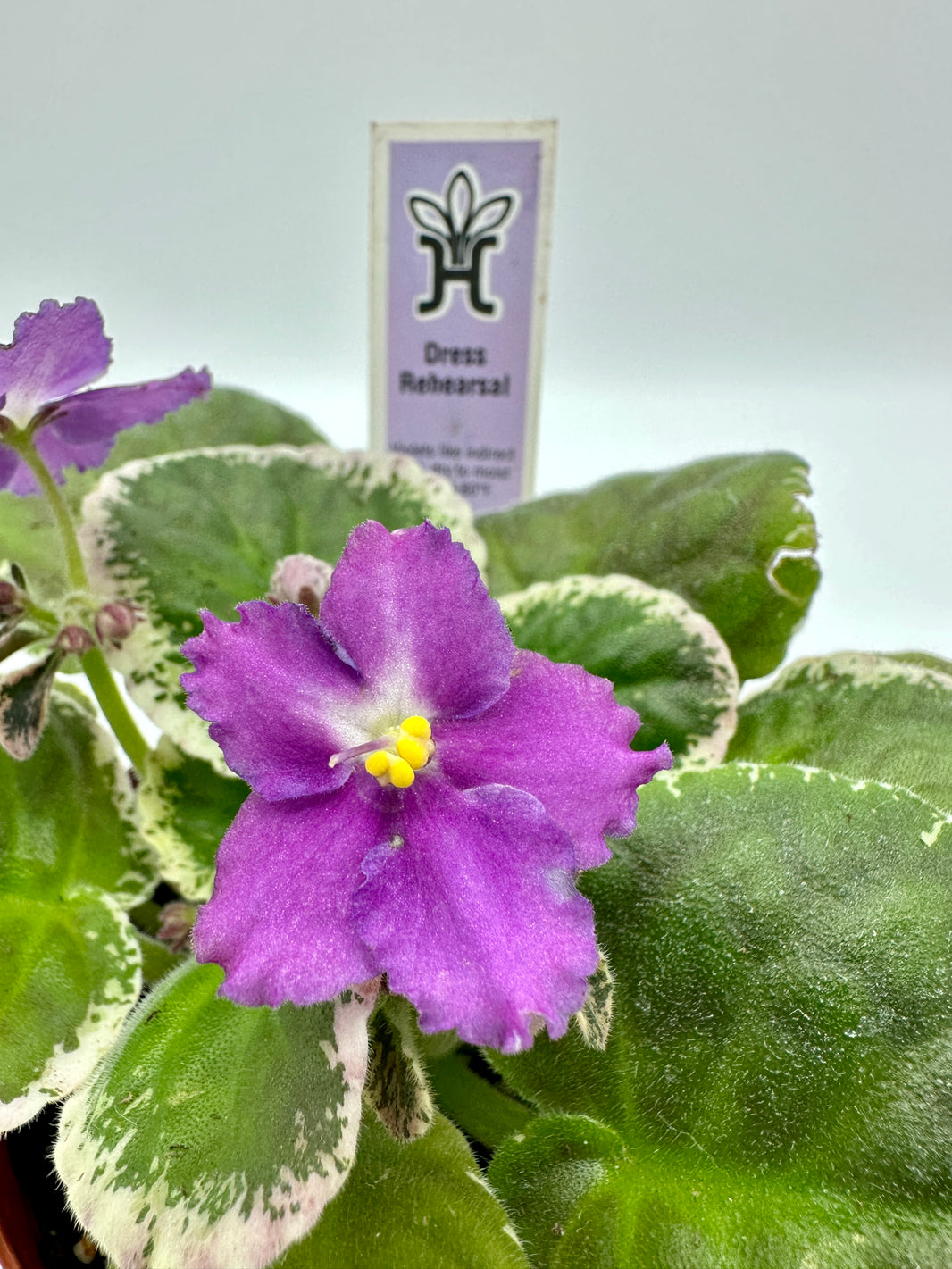 African Violets For Sale! – Heavenly Creation Nursery