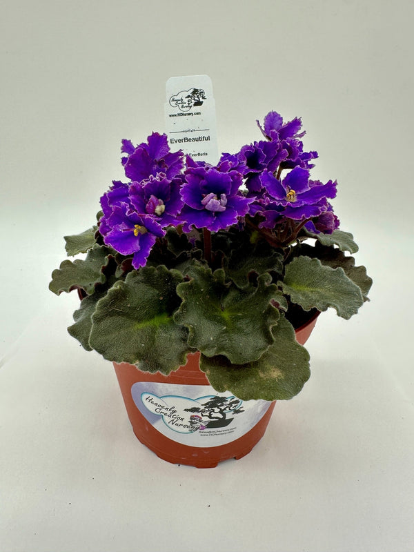 EverBeautiful - Live African Violet 4" - Series: Everfloris – Heavenly ...
