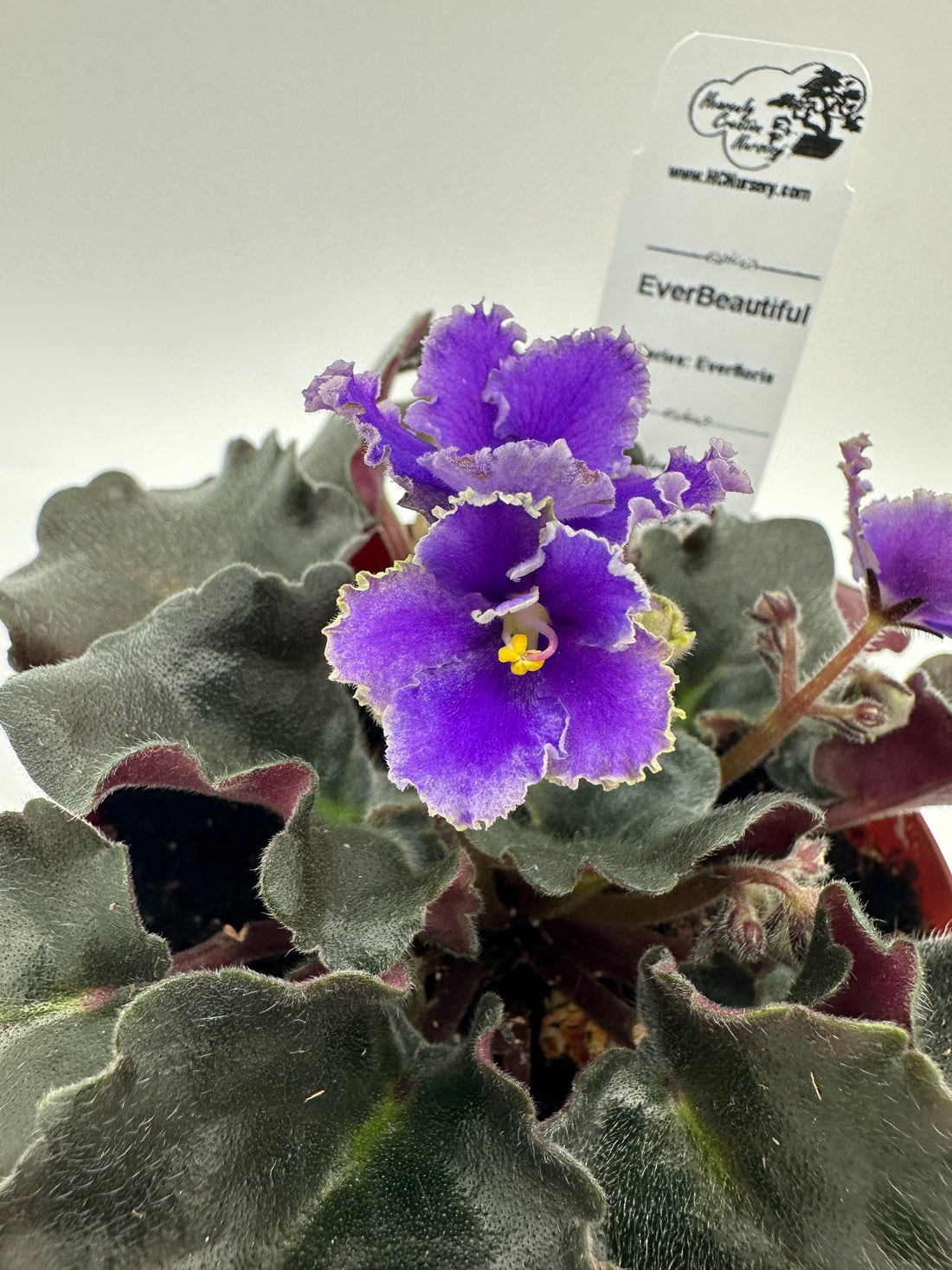 EverBeautiful - Live African Violet 4" - Series: Everfloris – Heavenly ...
