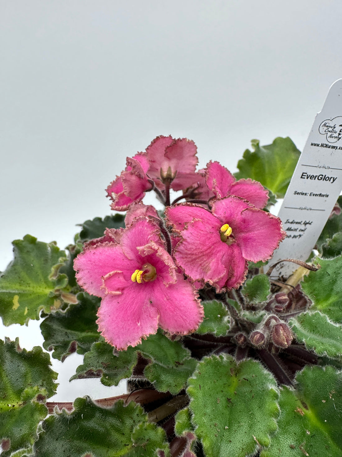 EverGlory - Live African Violet 4" - Series: Everfloris – Heavenly ...