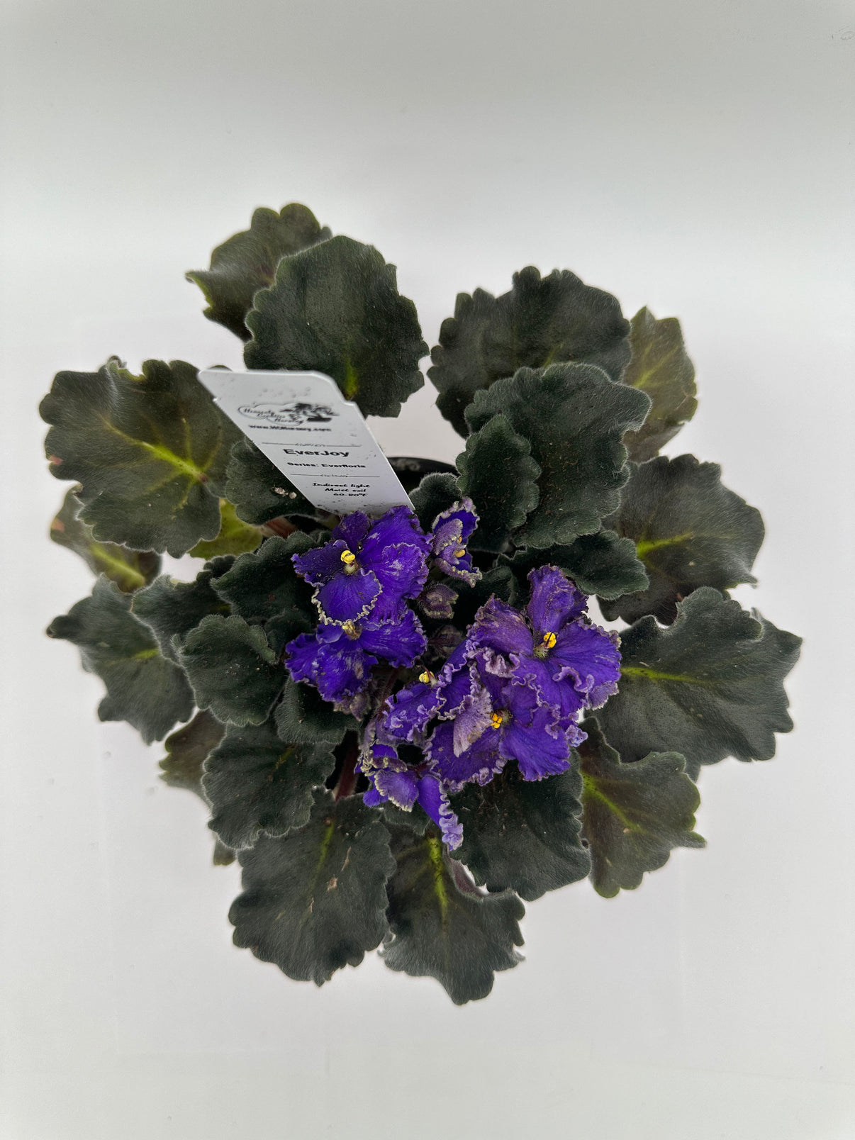 EverJoy - Live African Violet 4" - Series: Everfloris – Heavenly ...