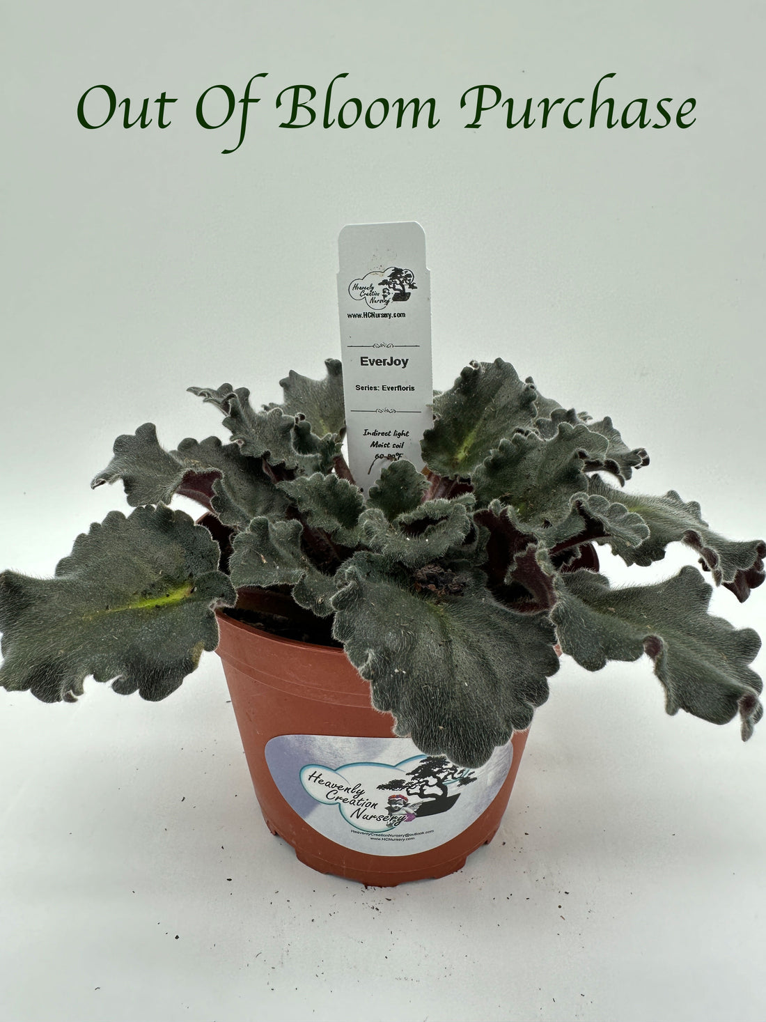 EverJoy - Live African Violet 4" - Series: Everfloris – Heavenly ...