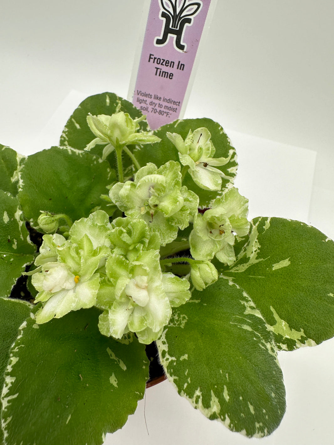 African Violets For Sale! – Page 2 – Heavenly Creation Nursery