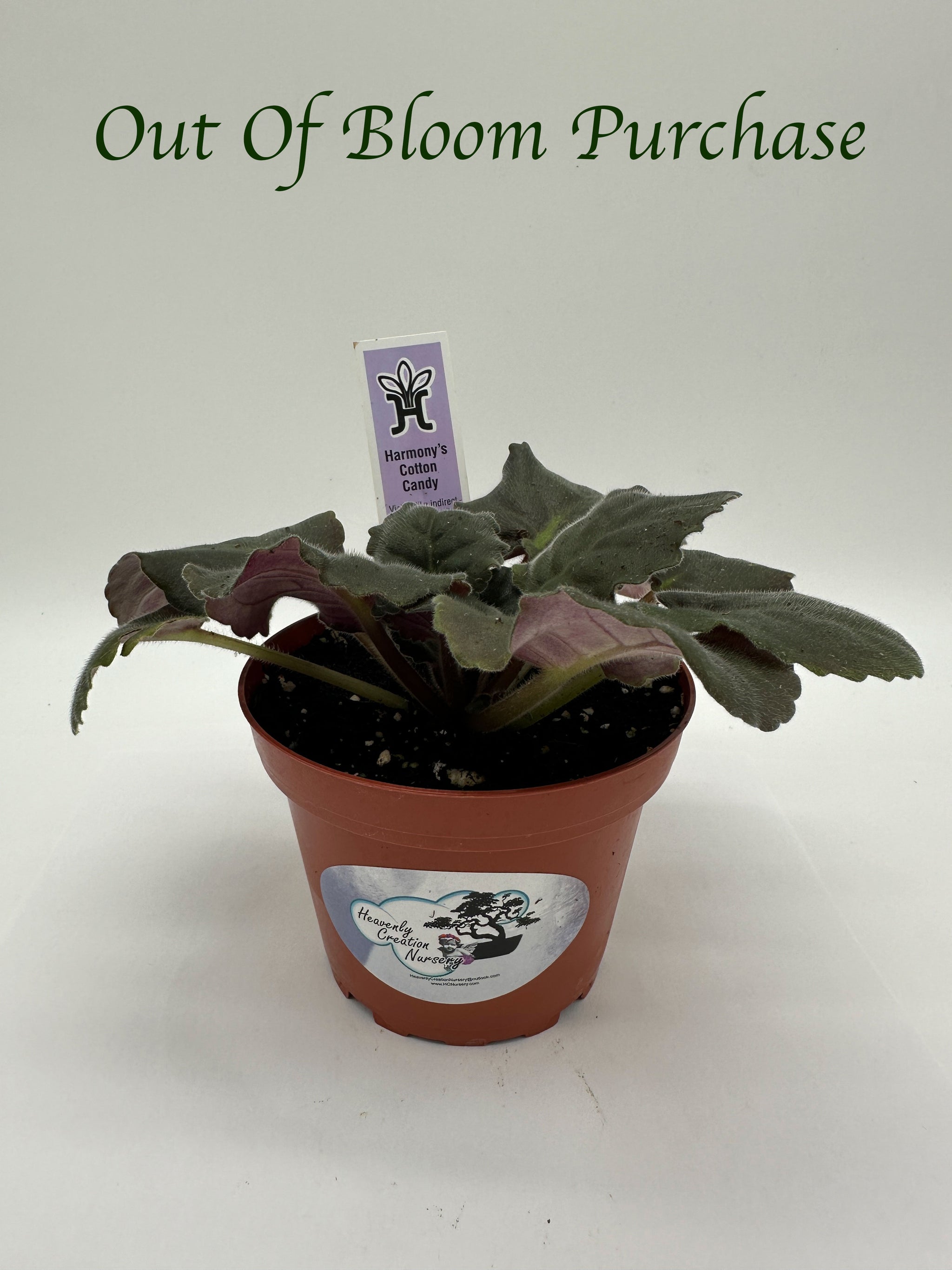 Harmony's Cotton Candy - Live African Violet 4" – Heavenly Creation Nursery