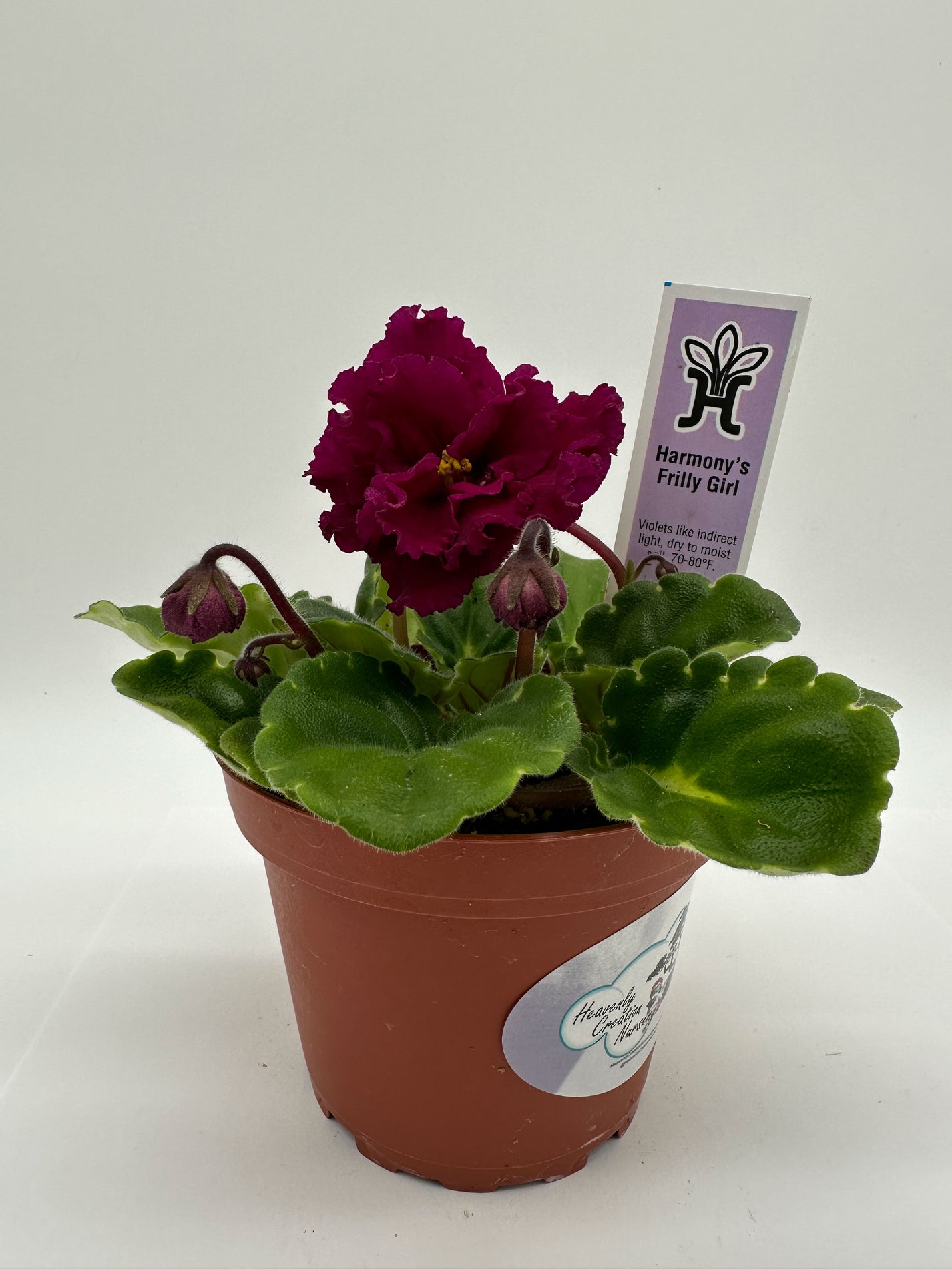 Harmony's Frilly Girl - Live African Violet 4" – Heavenly Creation Nursery