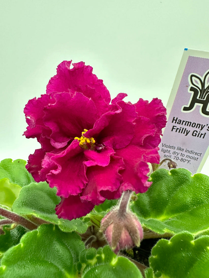 Harmony's Frilly Girl - Live African Violet 4" – Heavenly Creation Nursery