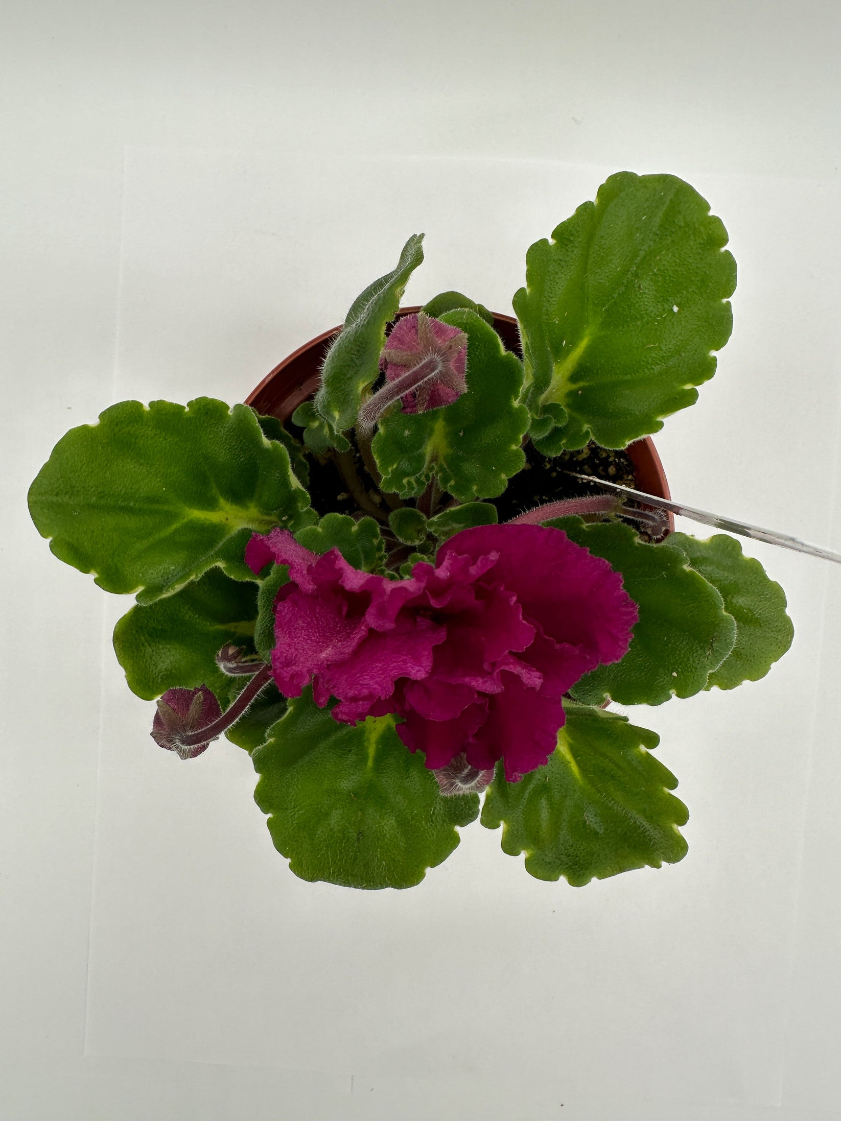 Harmony's Frilly Girl - Live African Violet 4" – Heavenly Creation Nursery