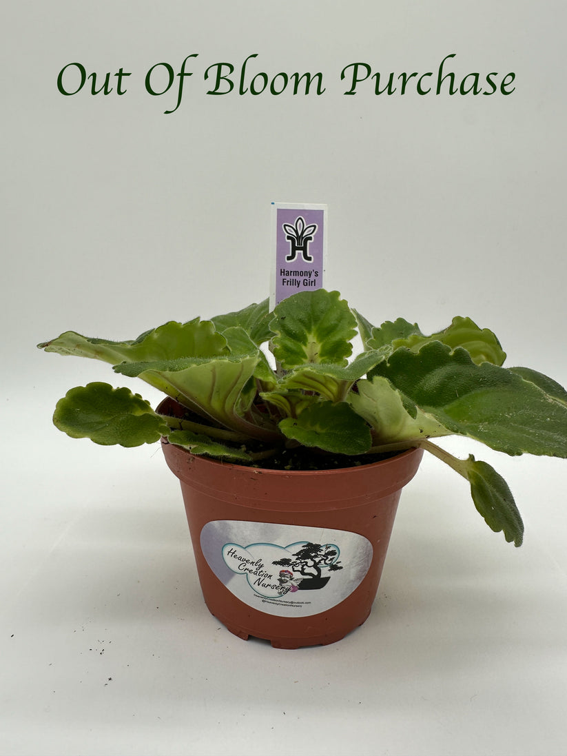 Harmony's Frilly Girl - Live African Violet 4" – Heavenly Creation Nursery