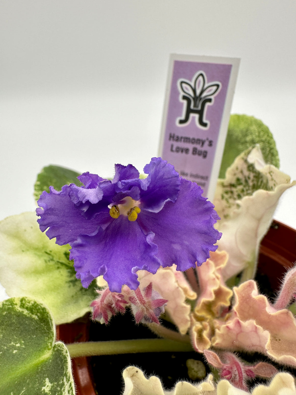 Harmony's Love Bug - Live African Violet 4" – Heavenly Creation Nursery