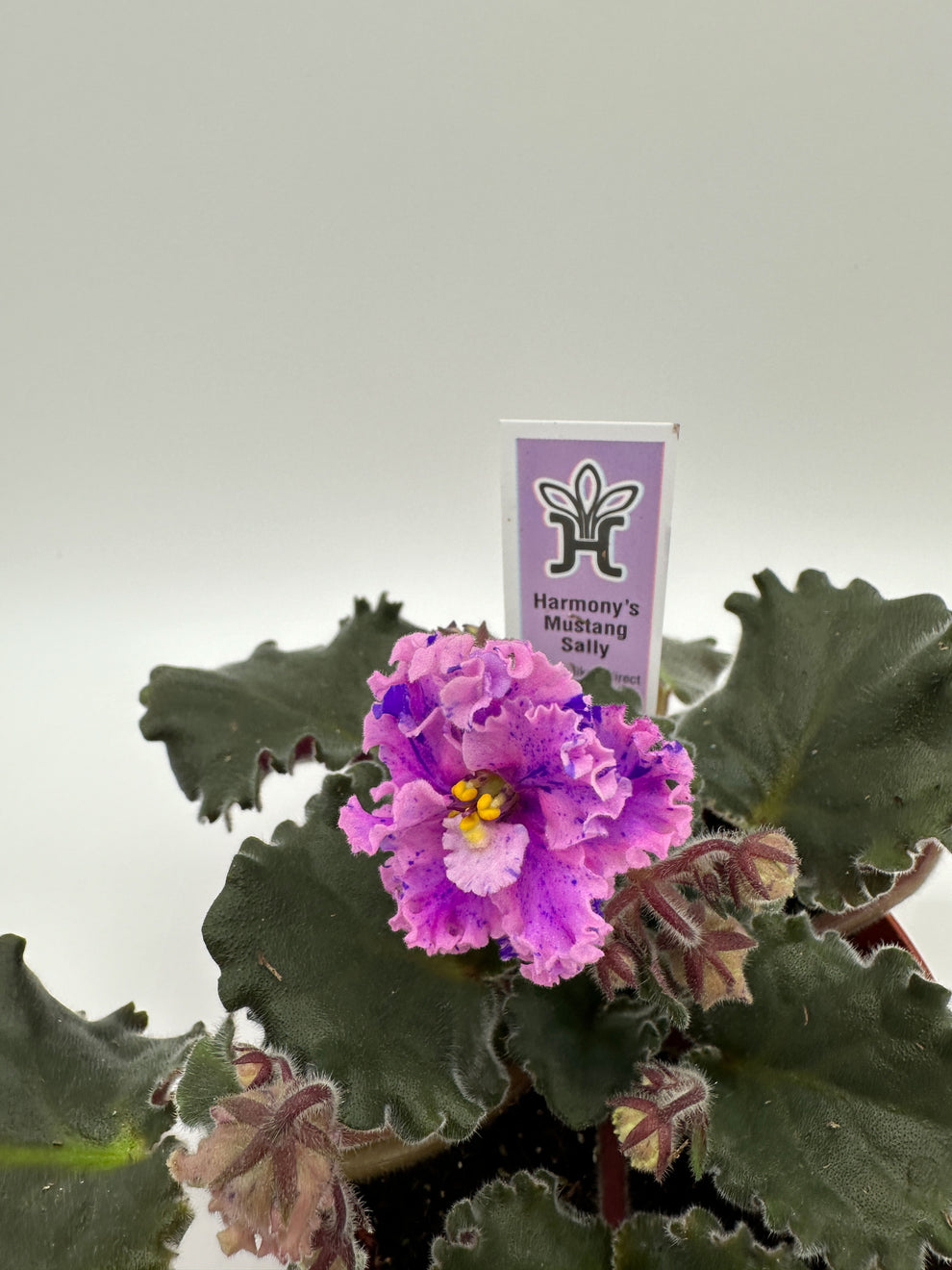 Harmony's Mustang Sally - Live African Violet 4" – Heavenly Creation ...