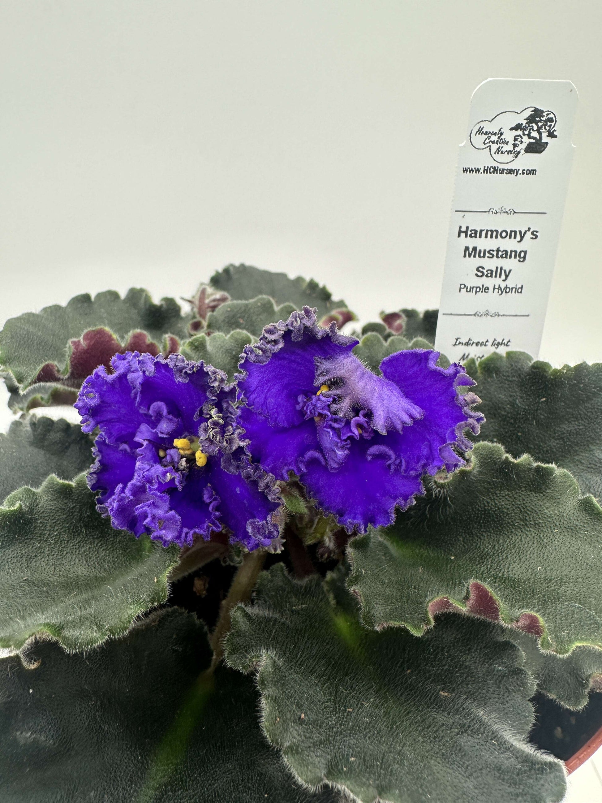 Harmony's Mustang Sally - Purple Hybrid - Live African Violet 6 ...