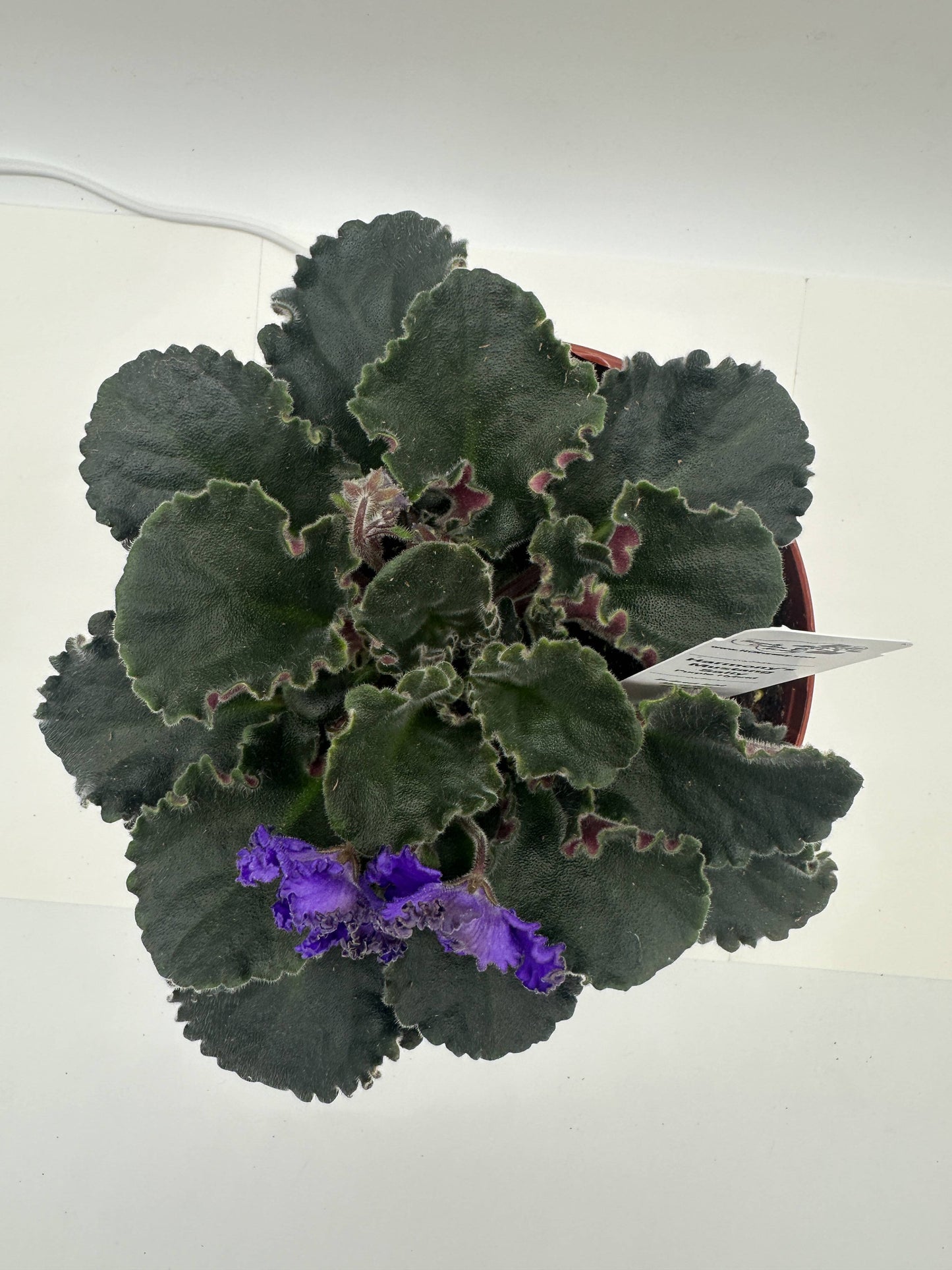 Harmony's Mustang Sally - Purple Hybrid - Live African Violet 6 ...