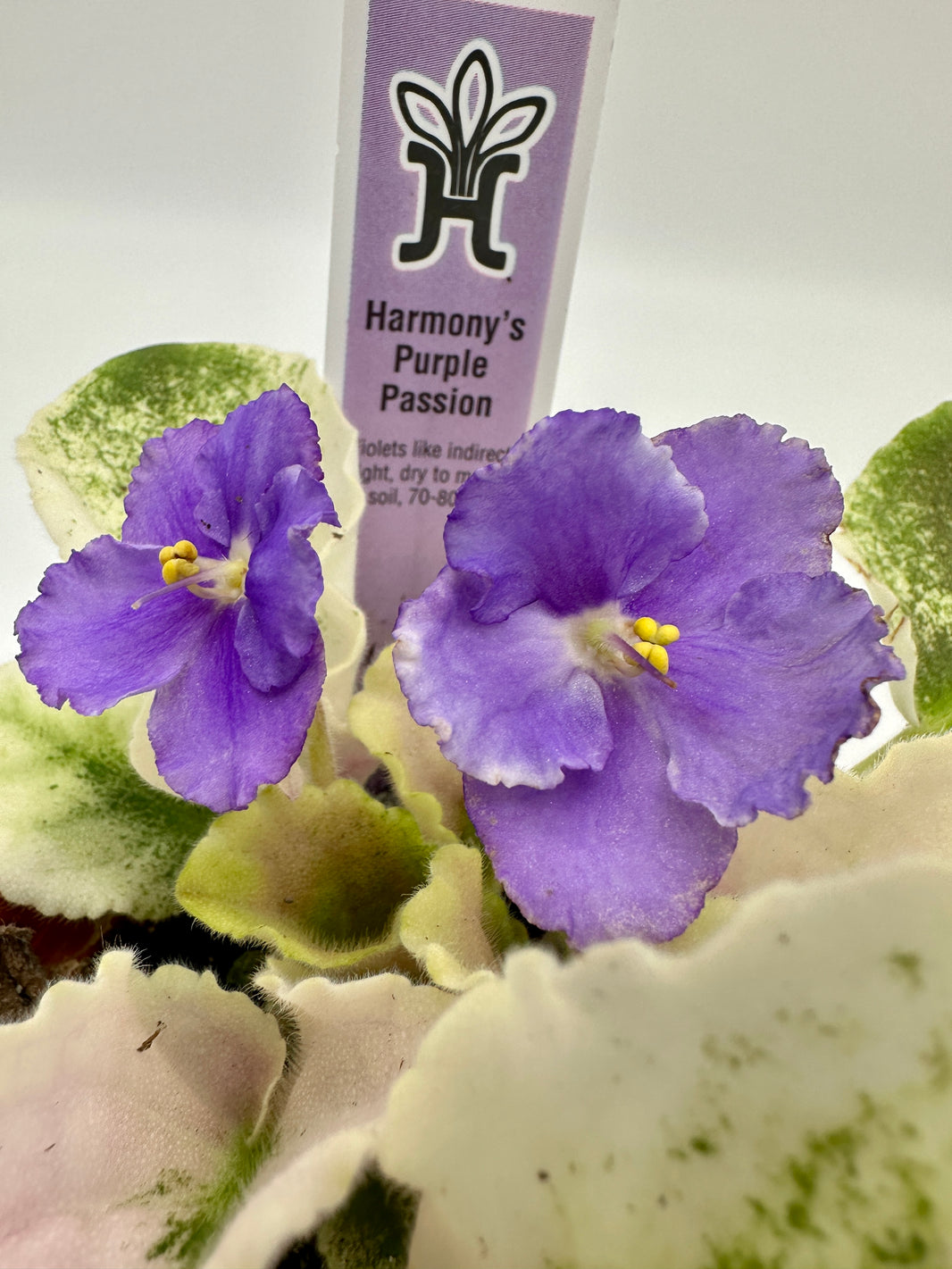 African Violets For Sale! – Heavenly Creation Nursery