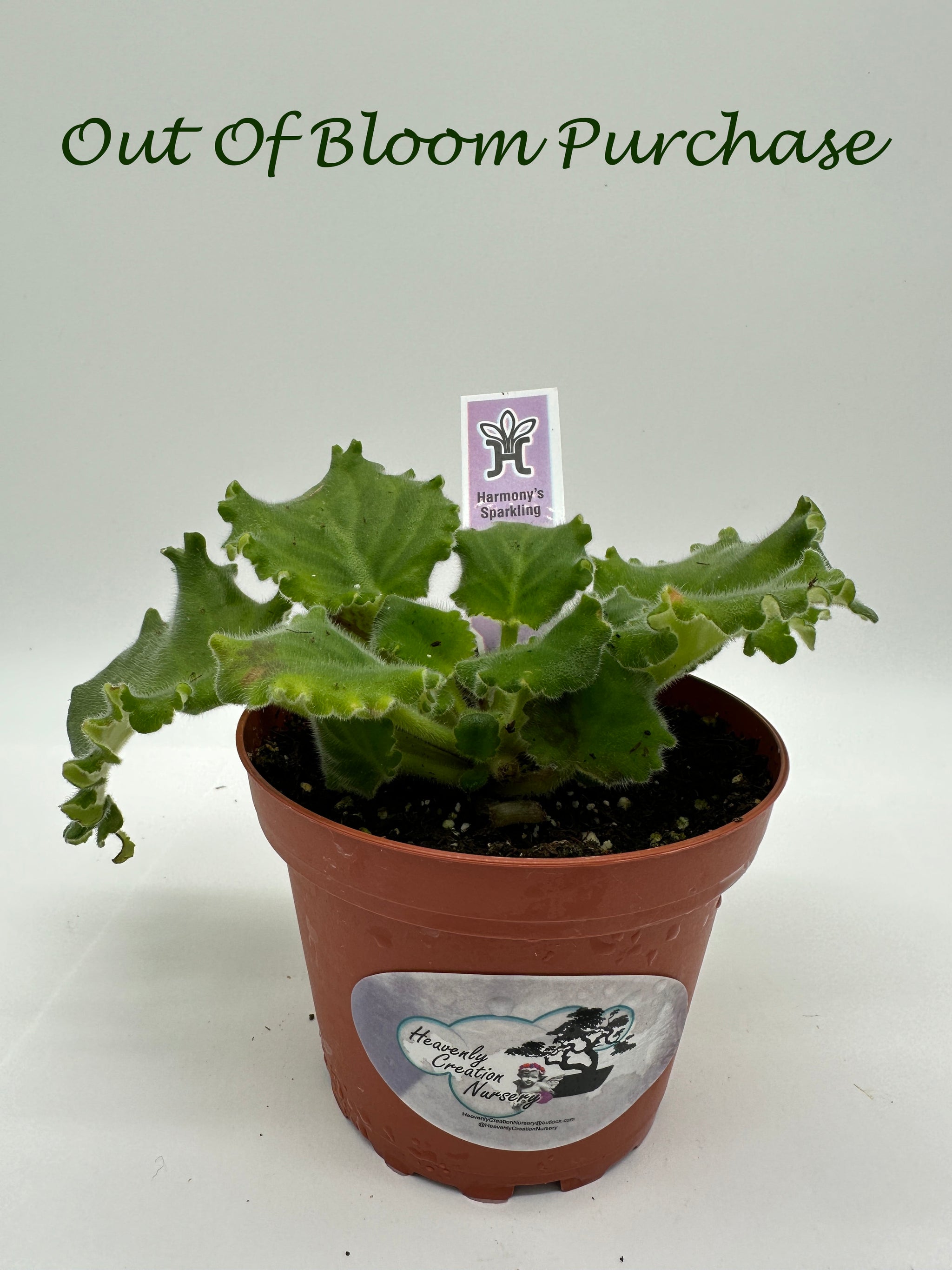 Harmony's Sparkling Money - Live African Violet 4" – Heavenly Creation ...