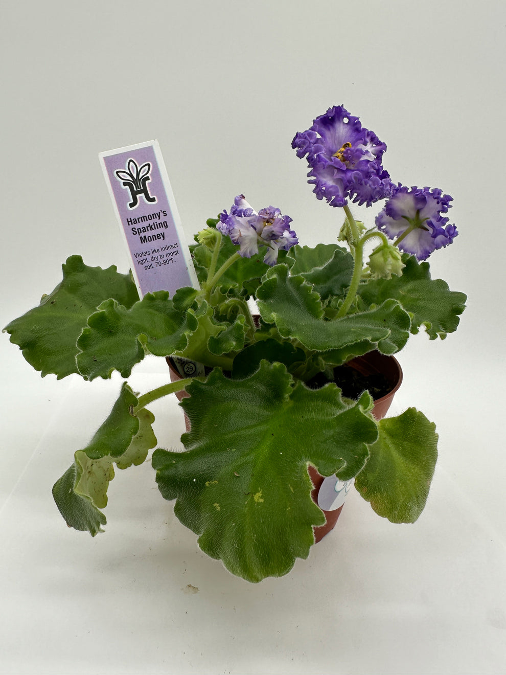 Harmony's Sparkling Money / Purple Hybrid - Live African Violet 4 ...