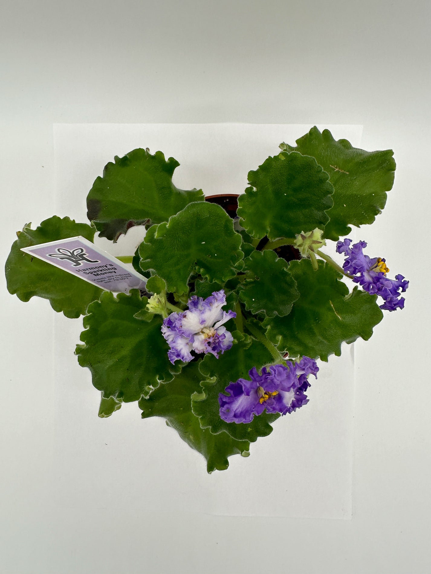 Harmony's Sparkling Money / Purple Hybrid - Live African Violet 4 ...