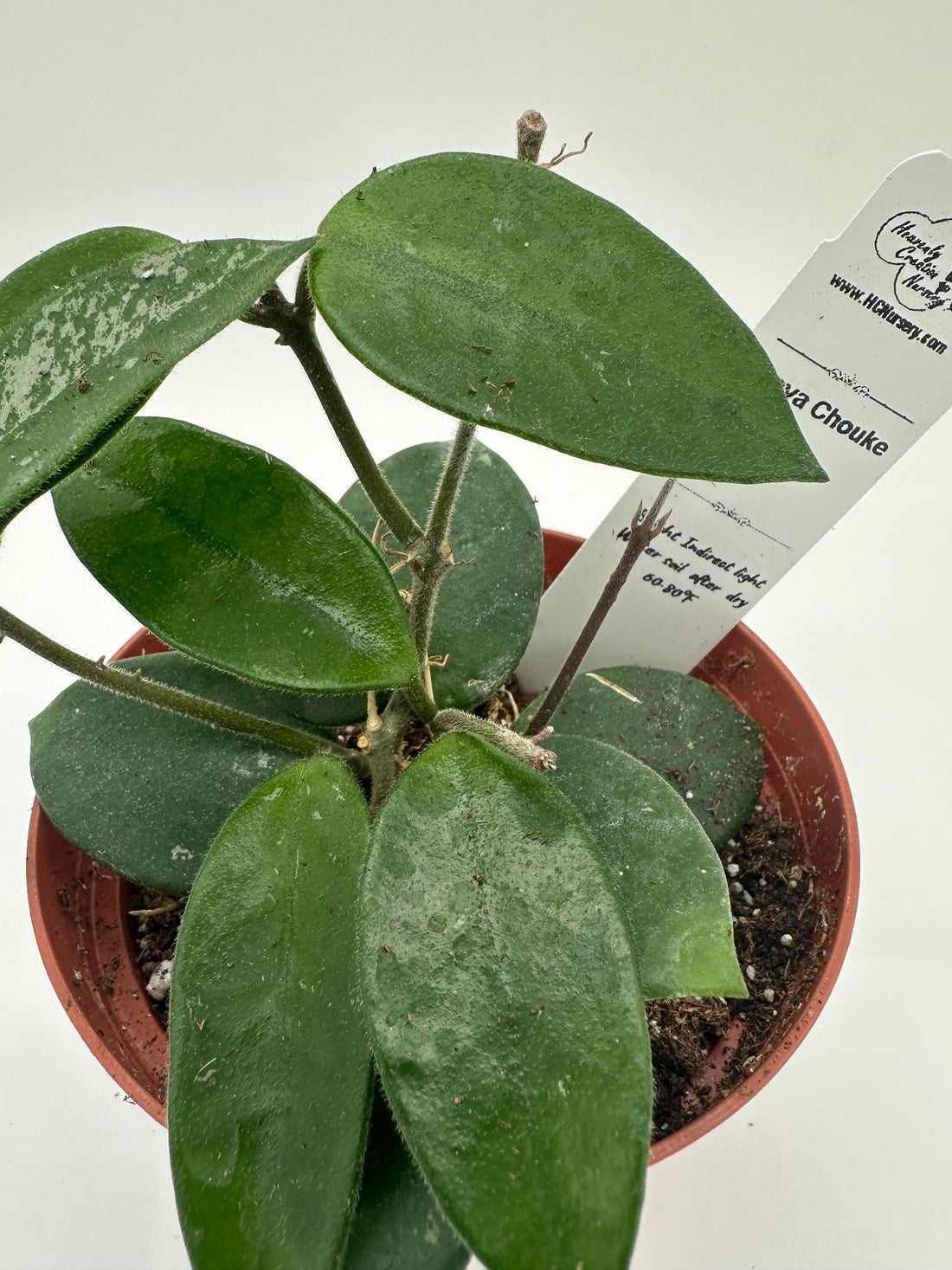 Chouke - Live Hoya 4" – Heavenly Creation Nursery