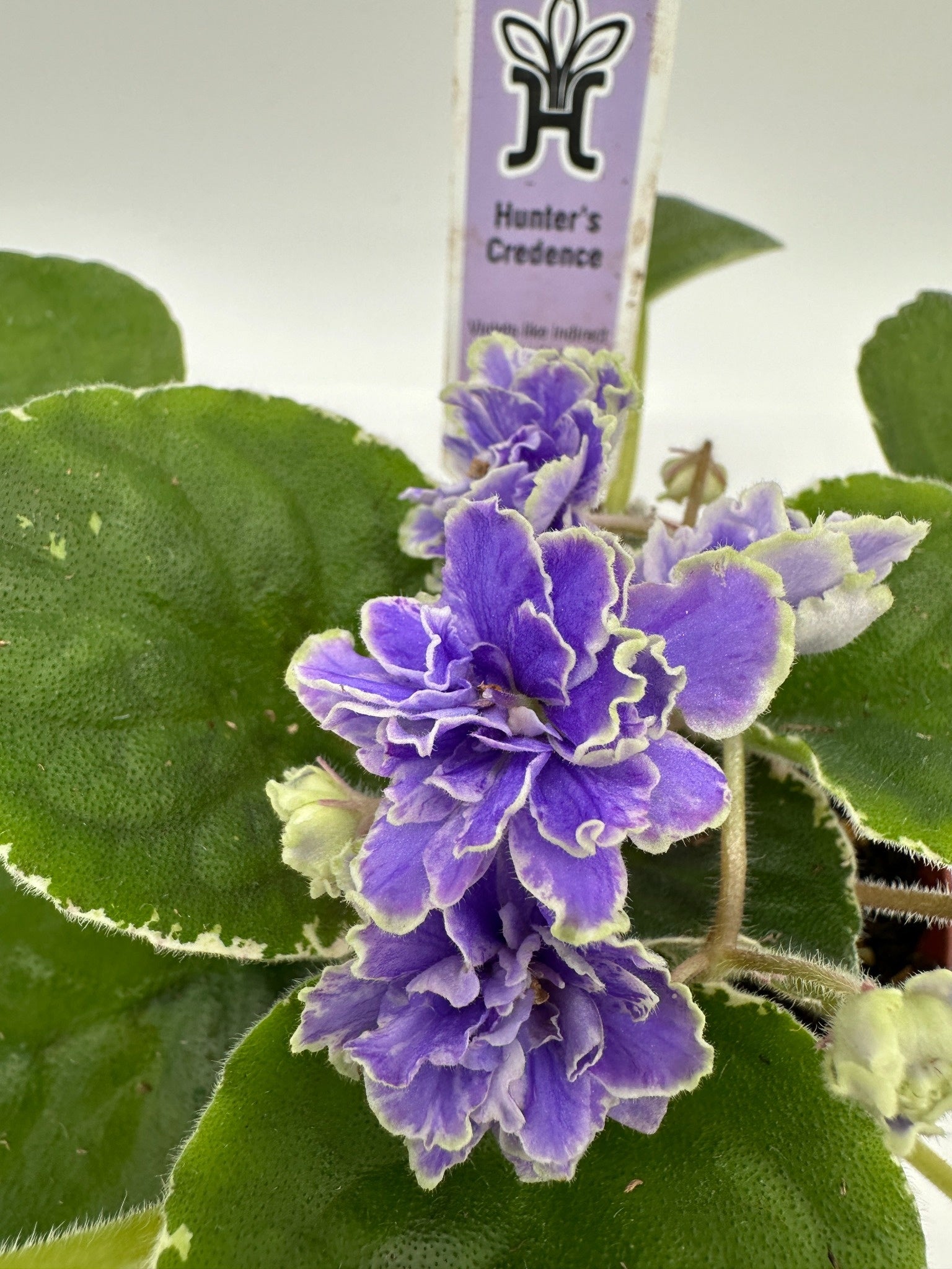 Hunter's Credence - Live African Violet 4" – Heavenly Creation Nursery
