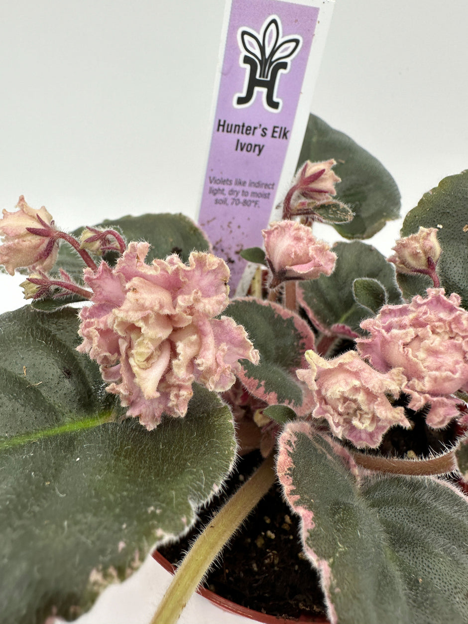 African Violets For Sale! – Heavenly Creation Nursery