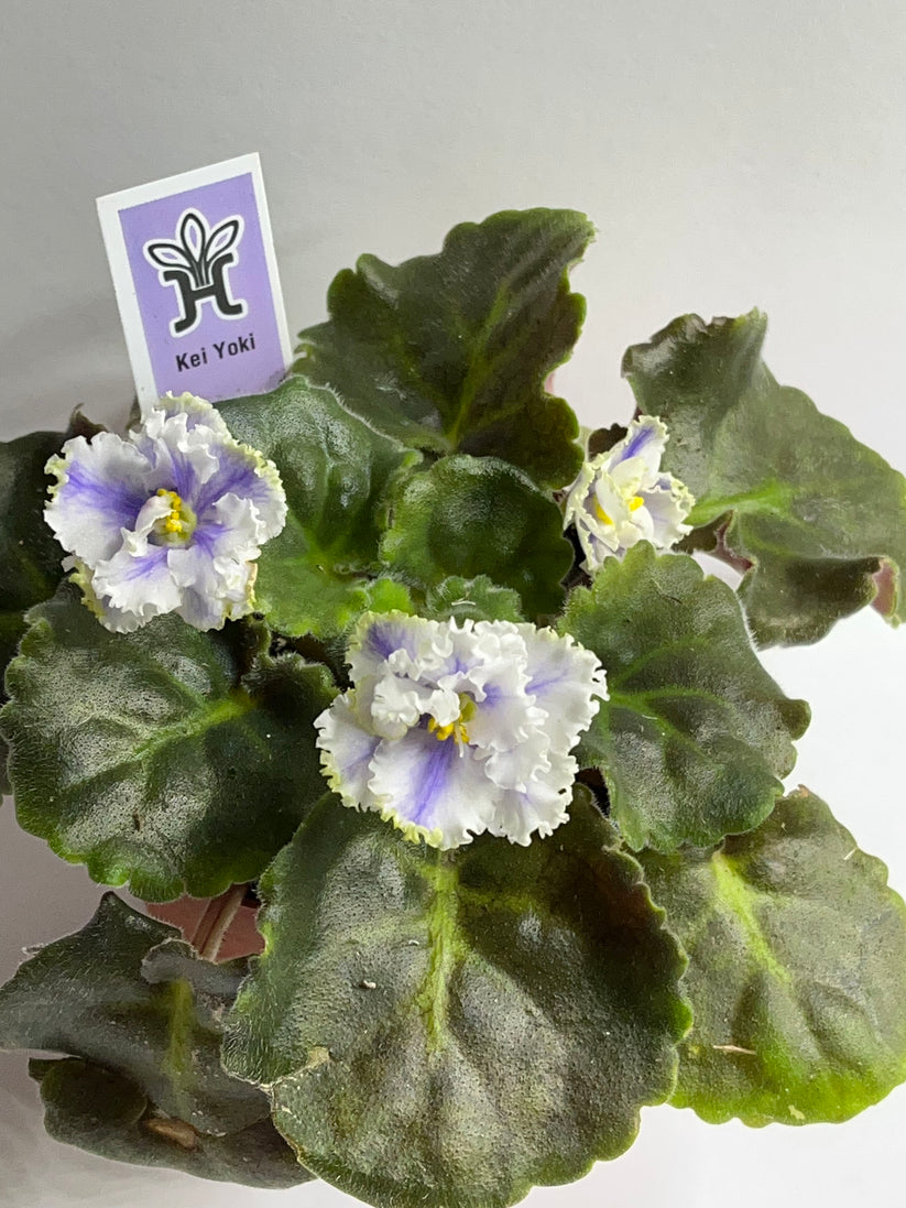 Kei Yoki - Live African Violet 4" – Heavenly Creation Nursery