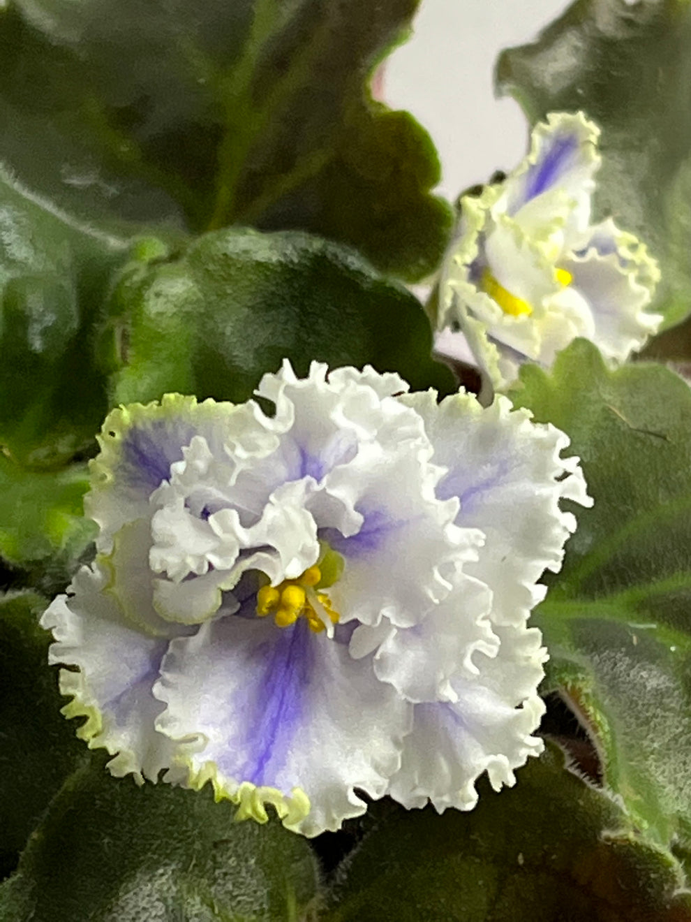 Kei Yoki - Live African Violet 4" – Heavenly Creation Nursery