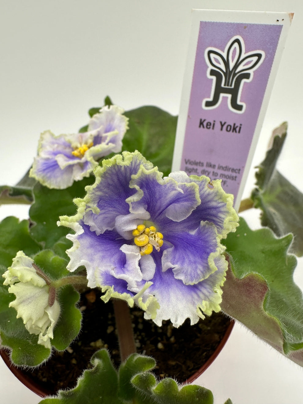 Kei Yoki - Live African Violet 4" – Heavenly Creation Nursery