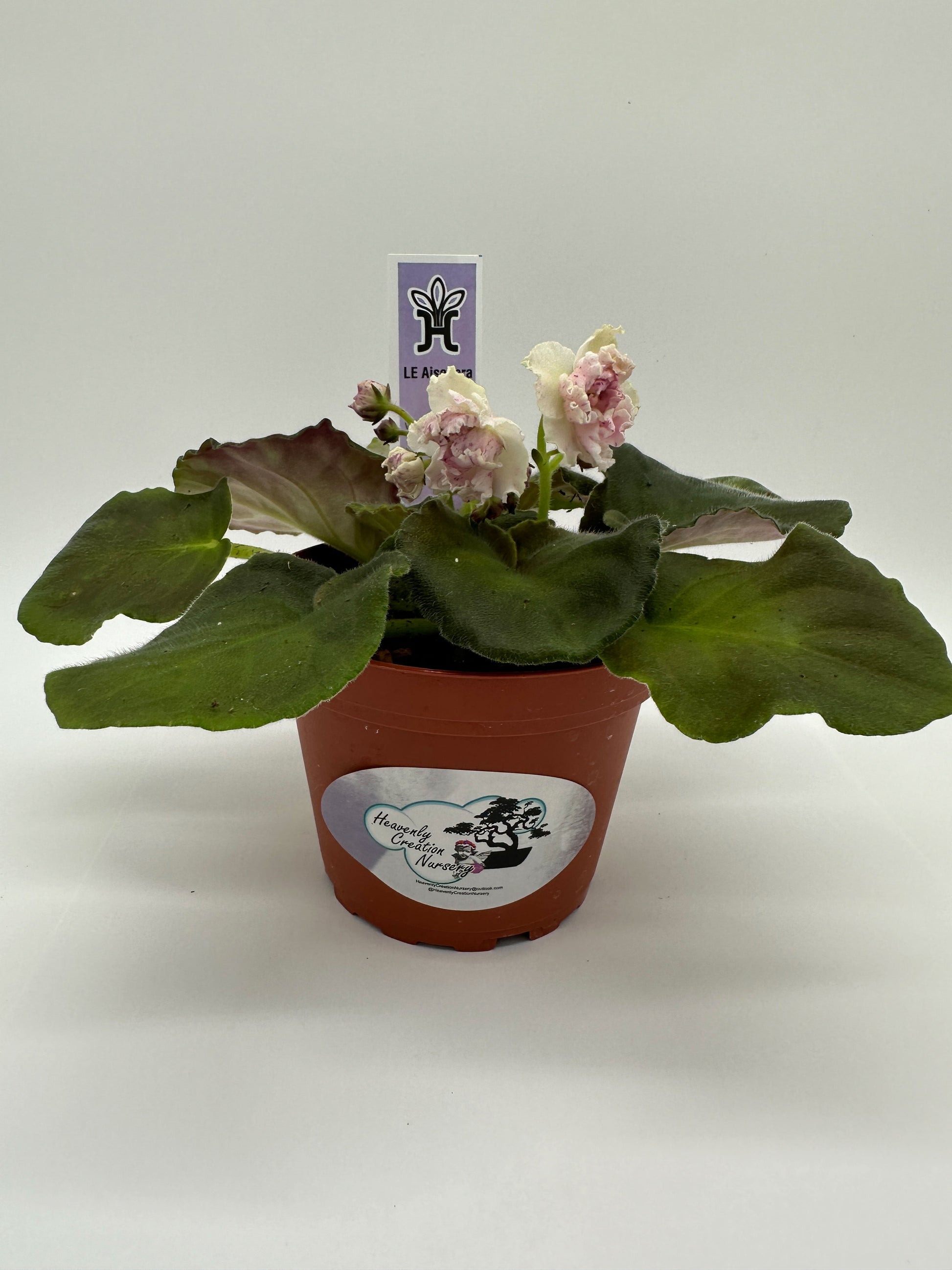 LE Aisedora - Live African Violet 4" – Heavenly Creation Nursery