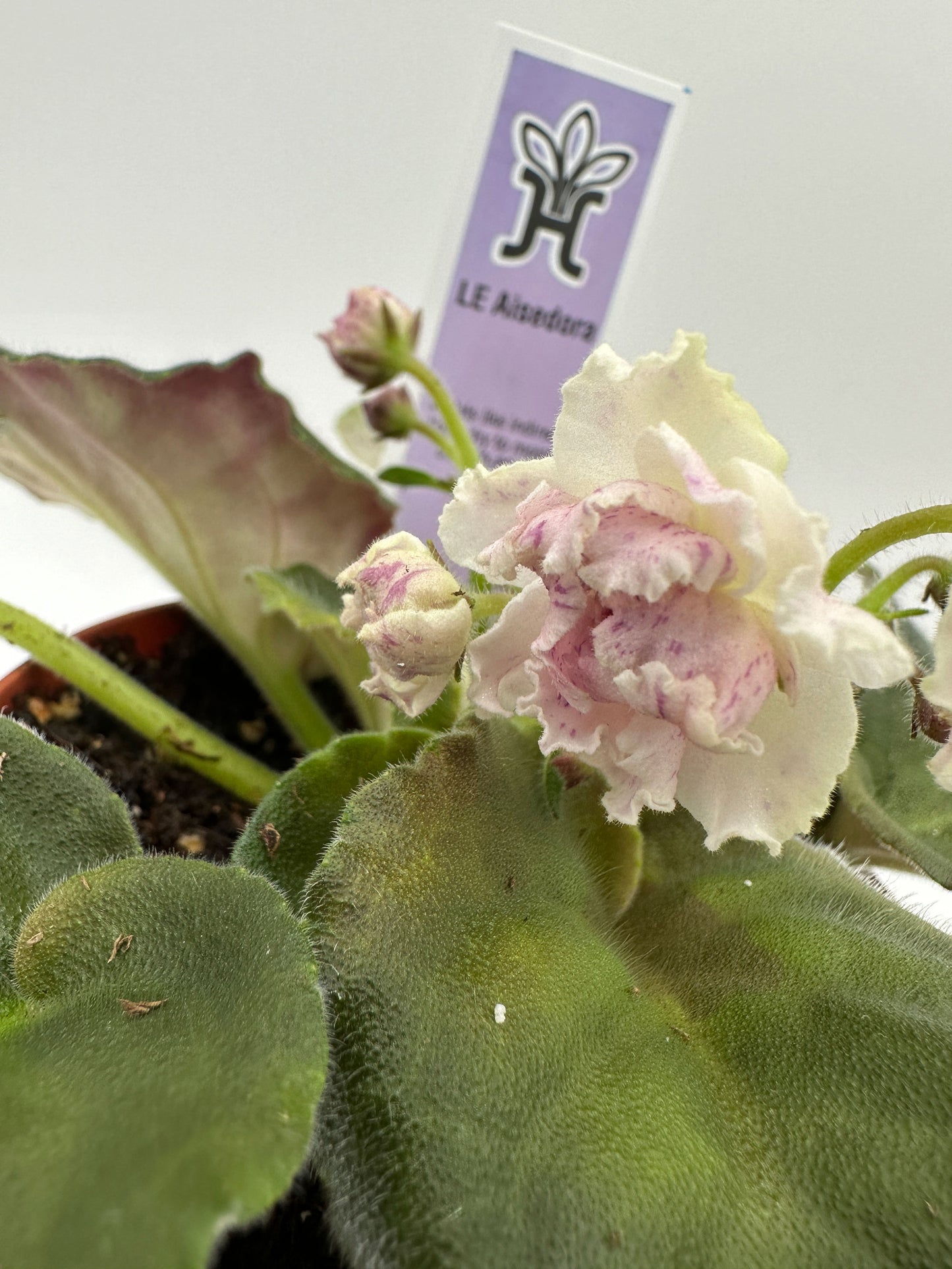 LE Aisedora - Live African Violet 4" – Heavenly Creation Nursery