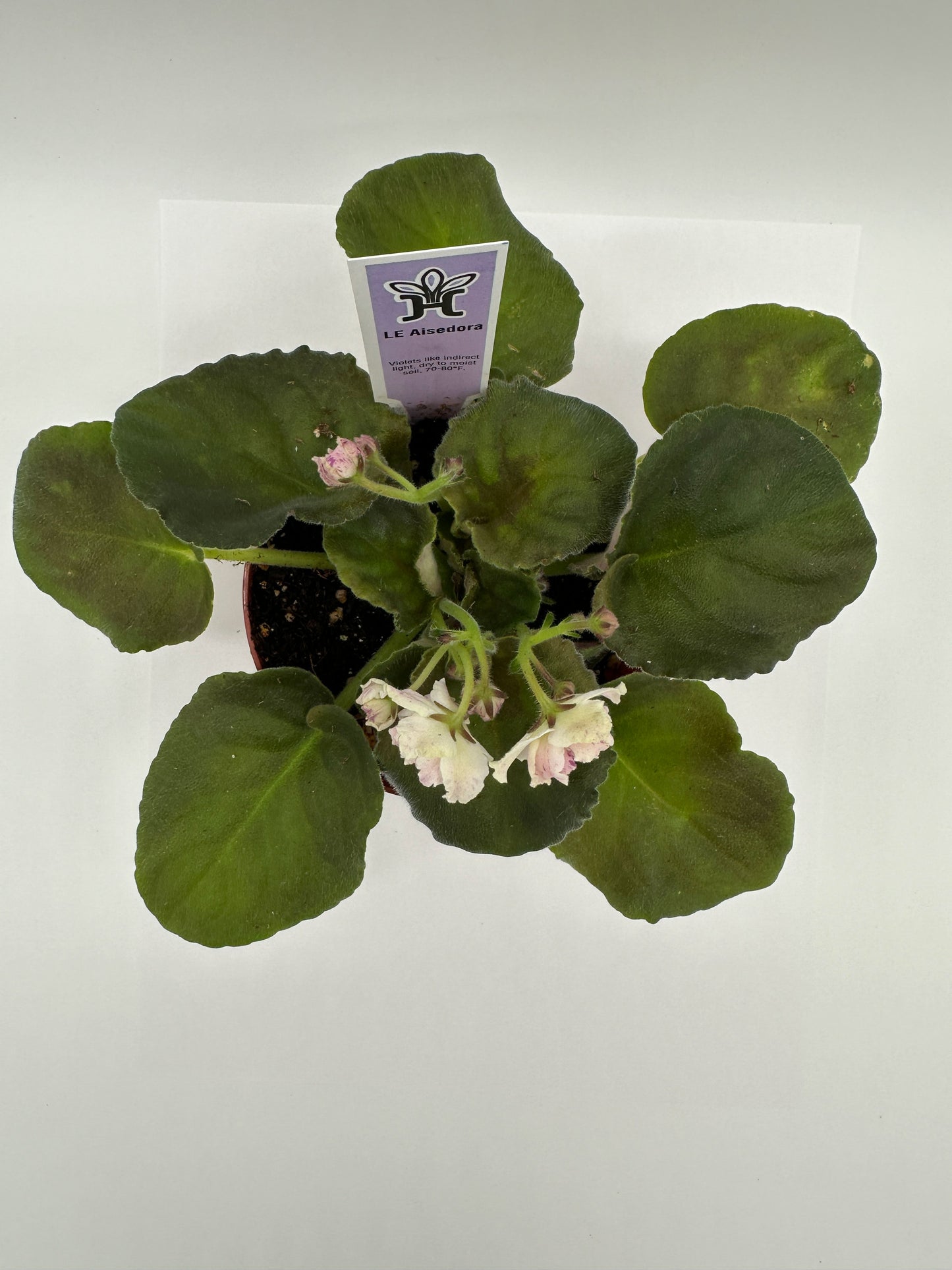 LE Aisedora - Live African Violet 4" – Heavenly Creation Nursery