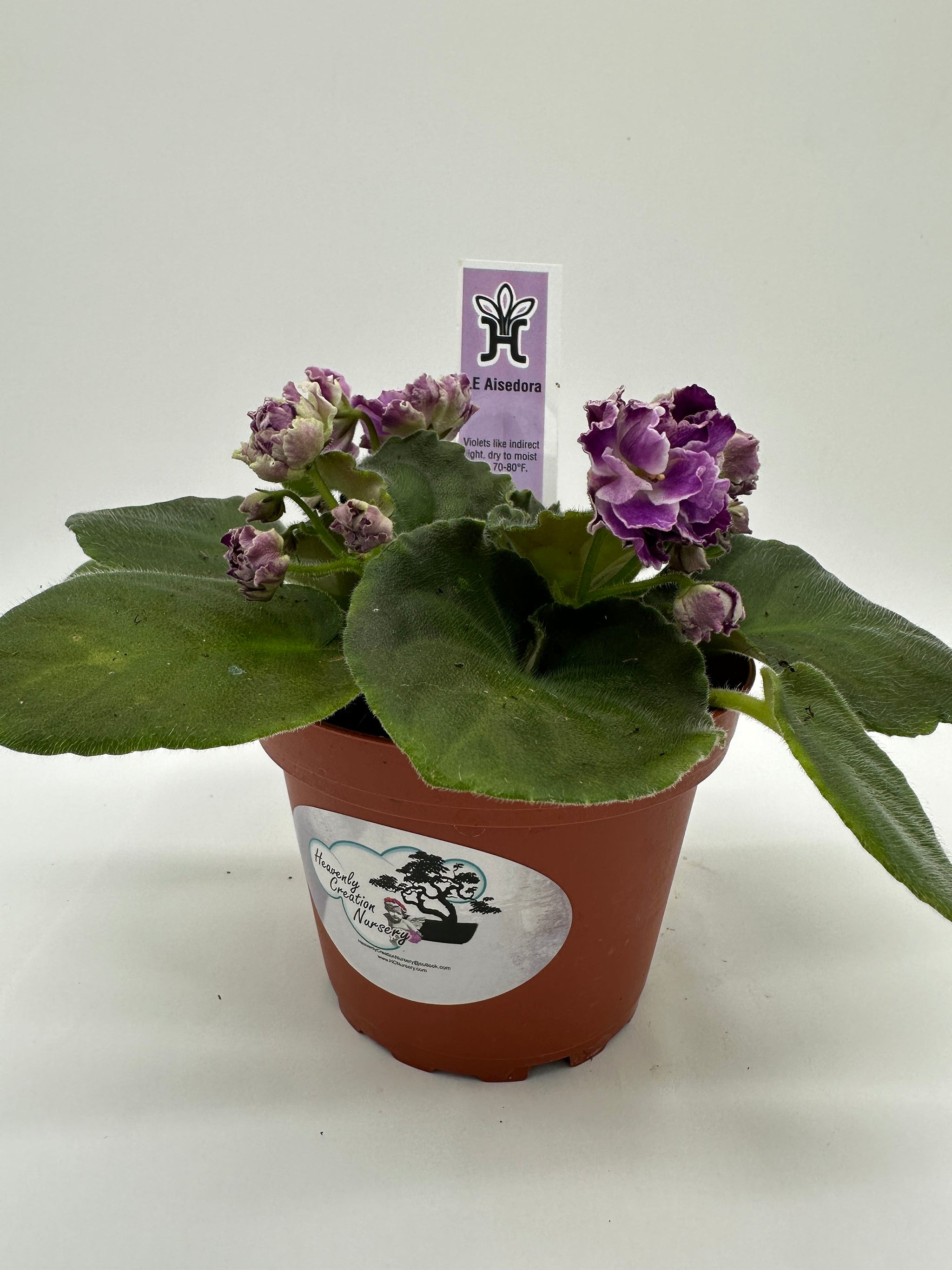 LE Aisedora - Live African Violet 4" – Heavenly Creation Nursery
