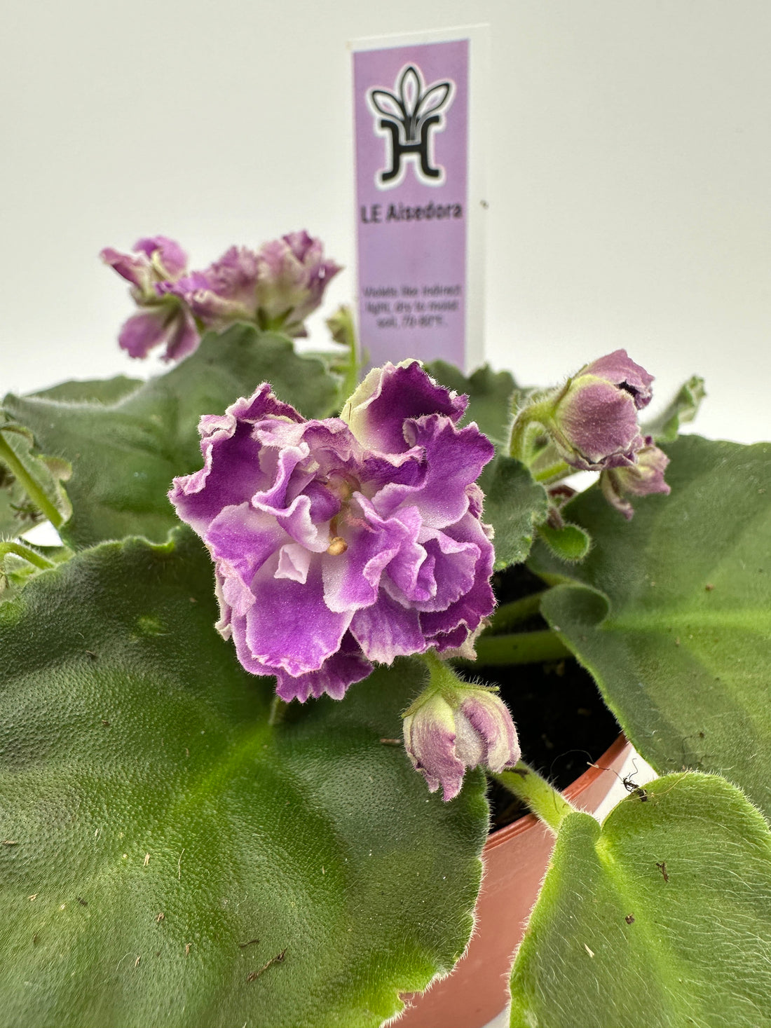 LE Aisedora - Live African Violet 4" – Heavenly Creation Nursery