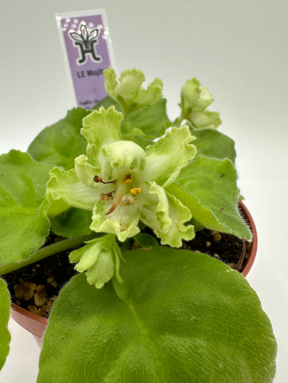 African Violets For Sale! – Heavenly Creation Nursery