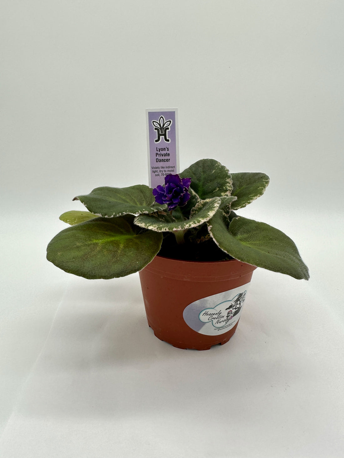Lyon's Private Dancer - Live African Violet 4" – Heavenly Creation Nursery