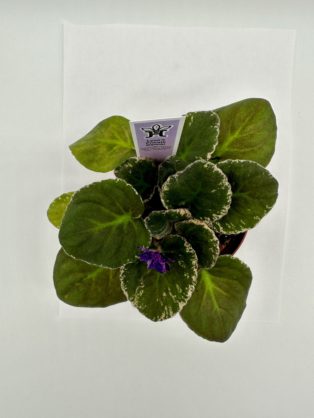 Lyon's Private Dancer - Live African Violet 4" – Heavenly Creation Nursery