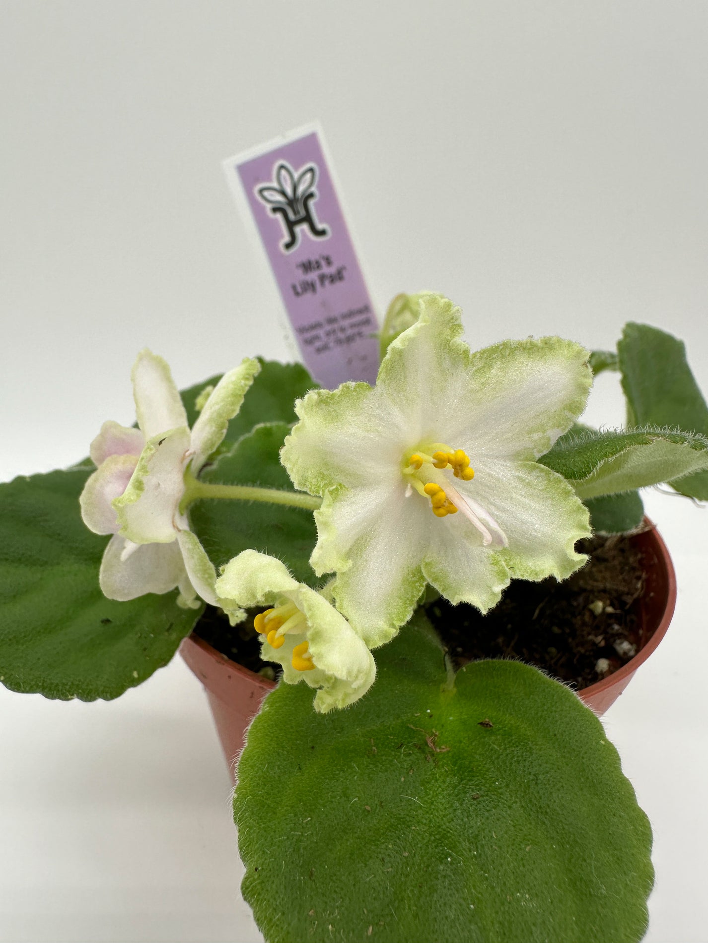 Ma's Lily Pad - Live African Violet 4" – Heavenly Creation Nursery