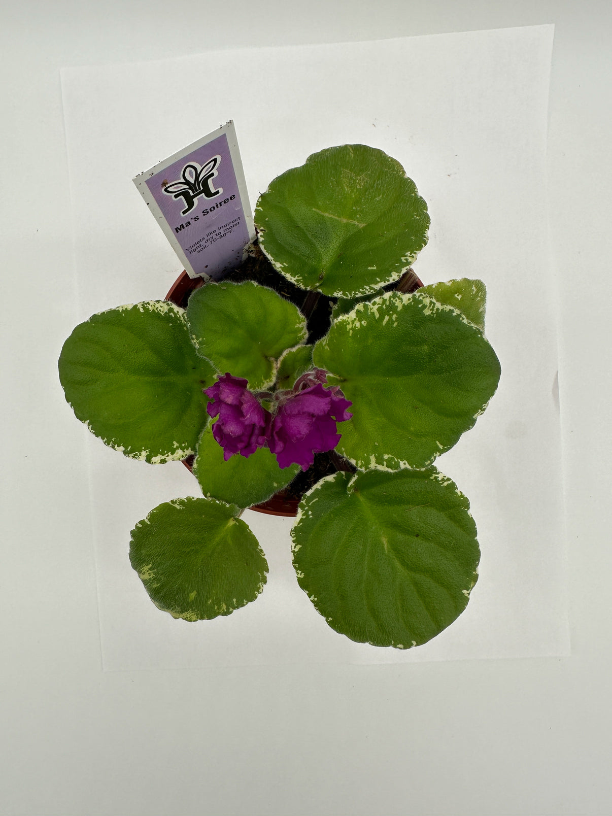 Ma's Soiree - Live African Violet 4" – Heavenly Creation Nursery