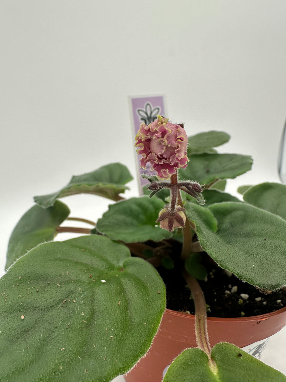 Mermaid's Kiss - Live African Violet 4" – Heavenly Creation Nursery